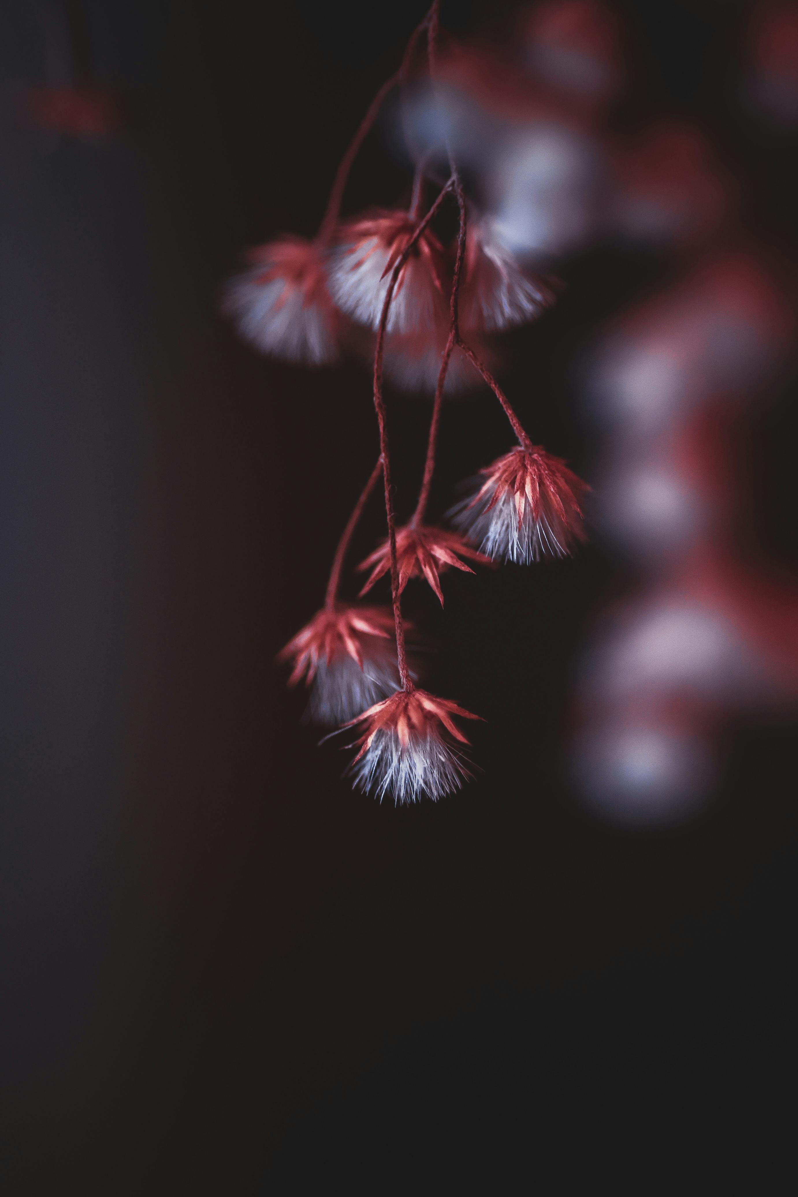 Delicate Close-up of Hanging Red Flowers in Dim Light · Free Stock Photo
