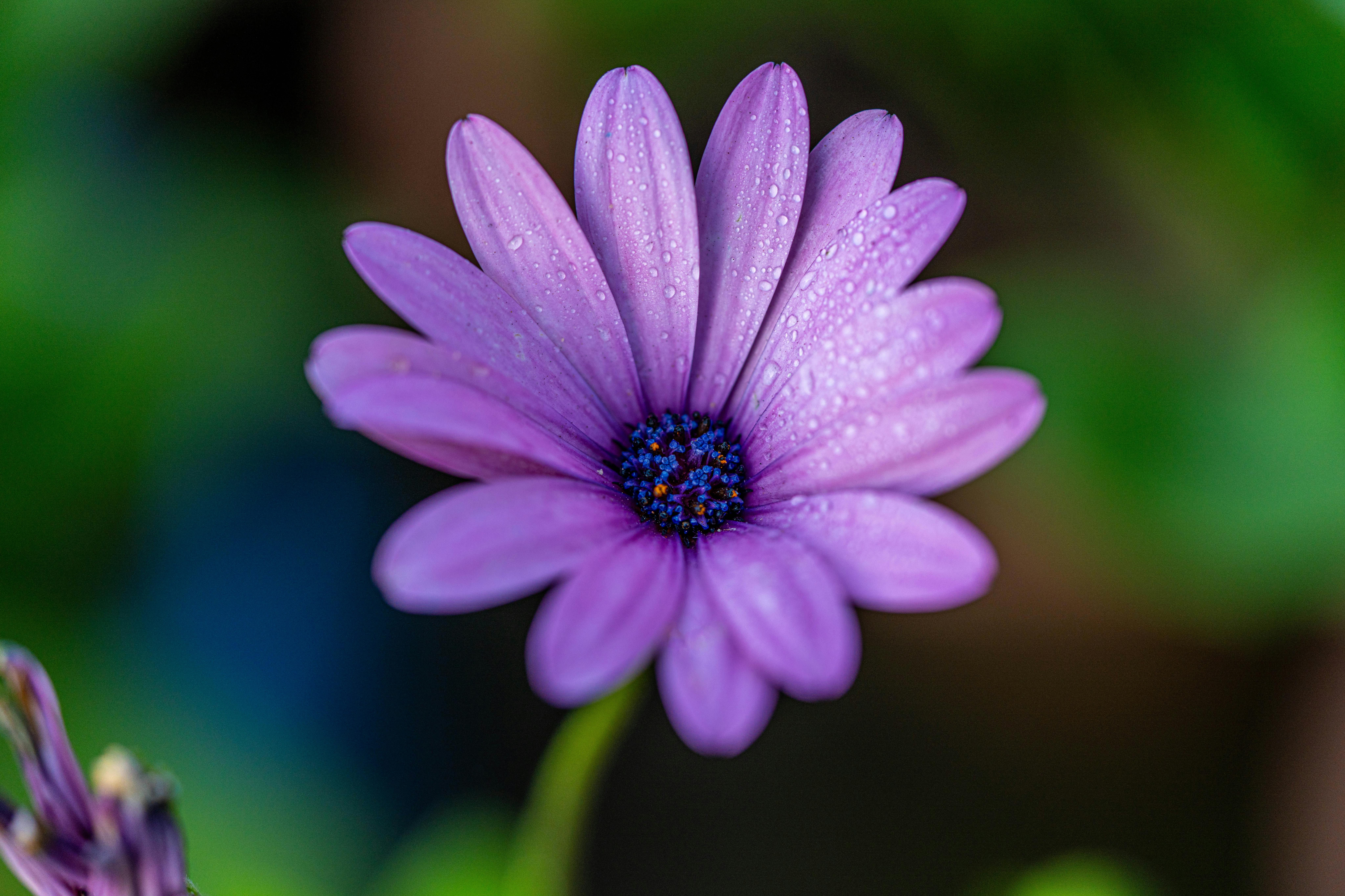 Close-up of a Dewy Purple Daisy in Bloom · Free Stock Photo