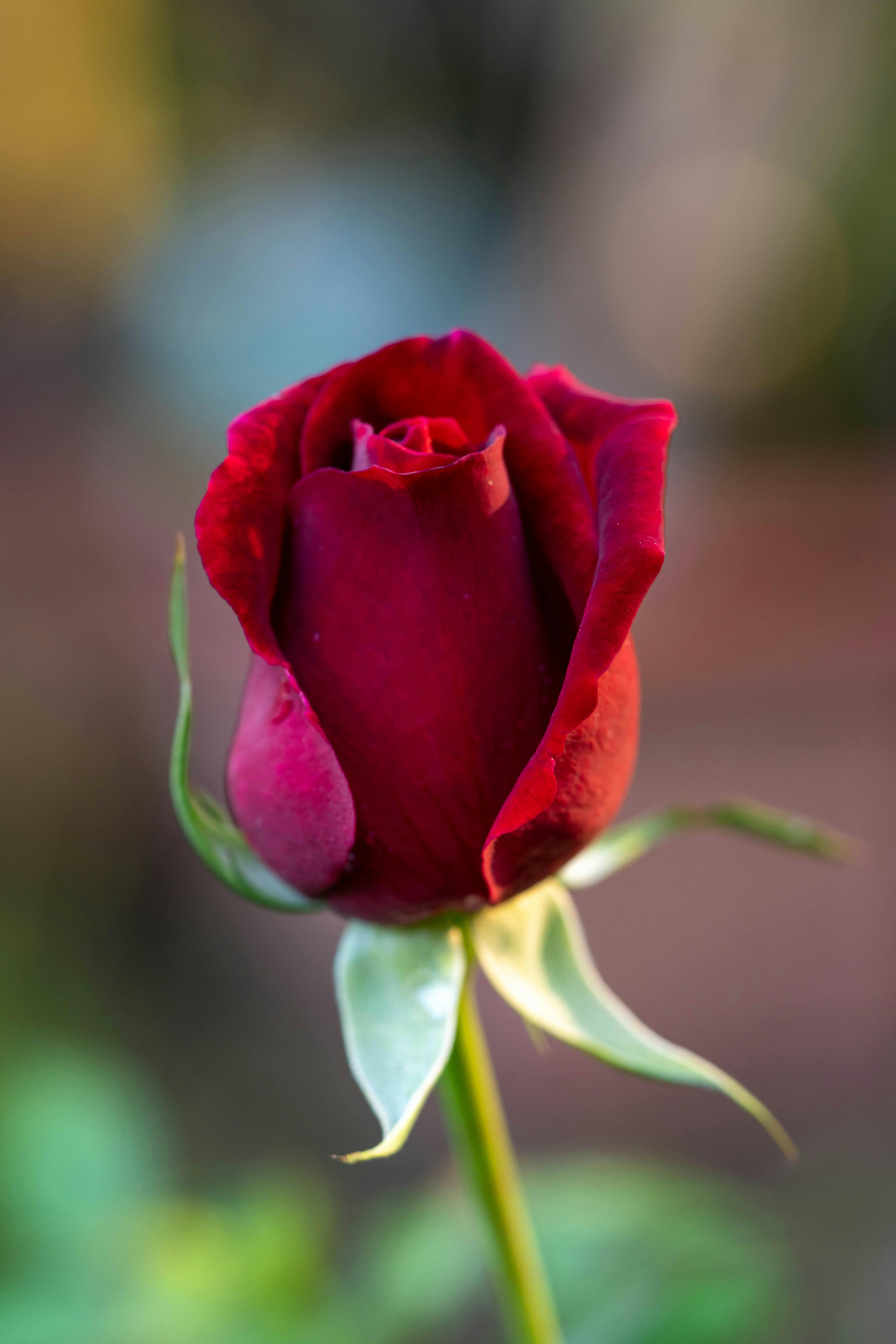 Close-up of a Red Rose Bud in Natural Light · Free Stock Photo