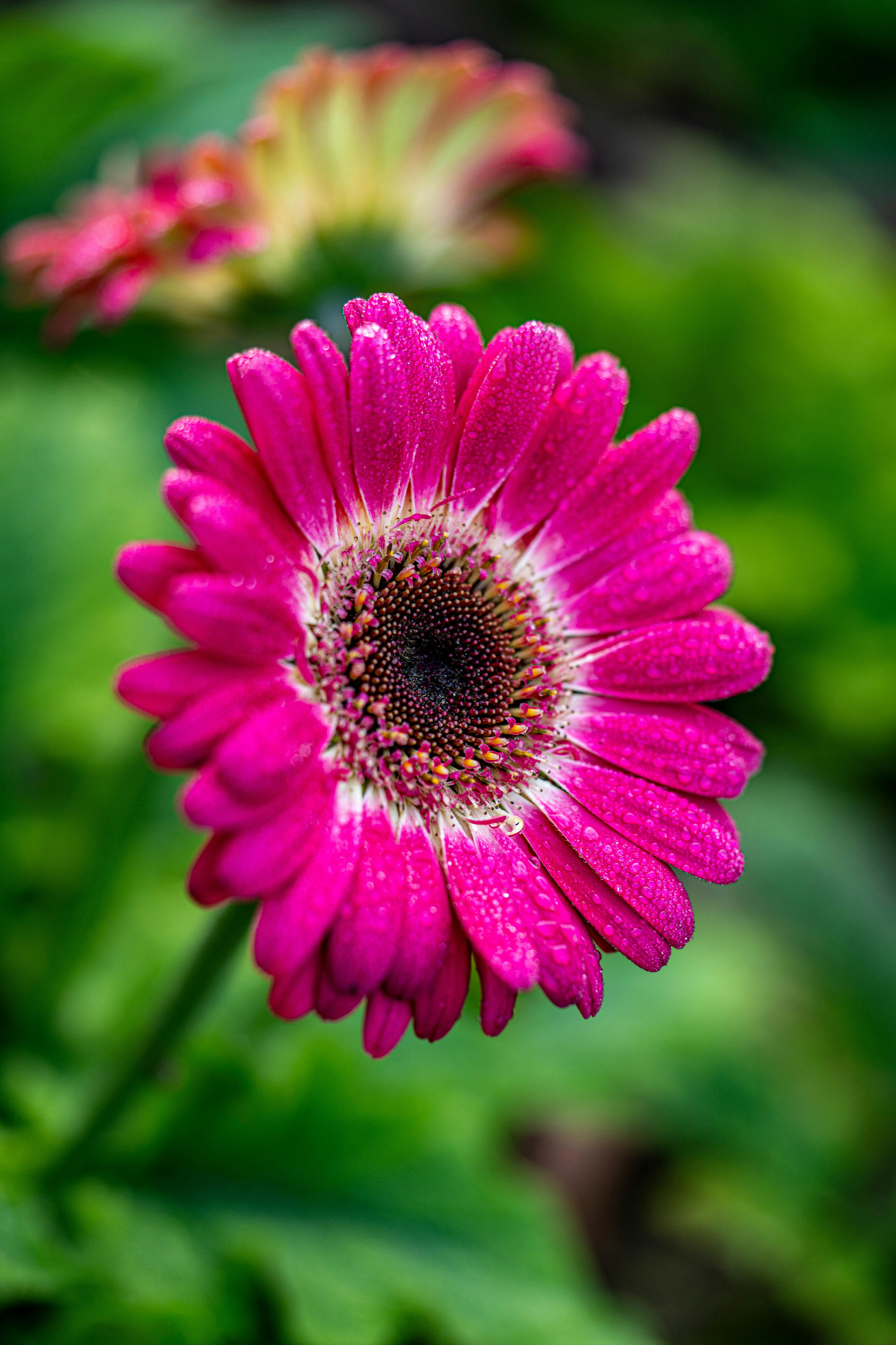 Flower Portrait Photos, Download The BEST Free Flower Portrait Stock ...