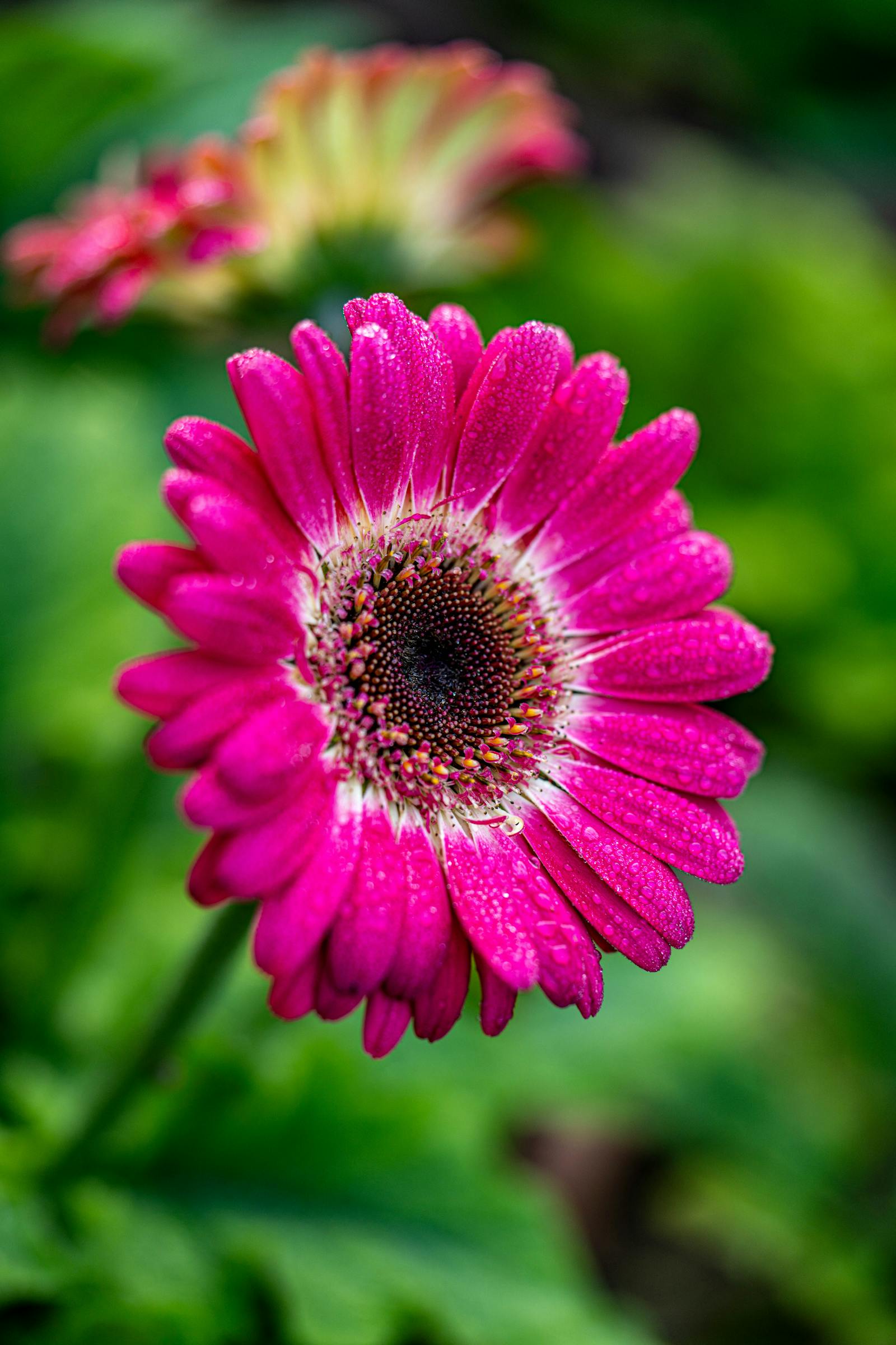 Flower Portrait Photos, Download The BEST Free Flower Portrait Stock ...