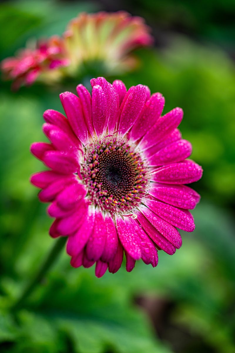 Flower Portrait Photos, Download The BEST Free Flower Portrait Stock ...