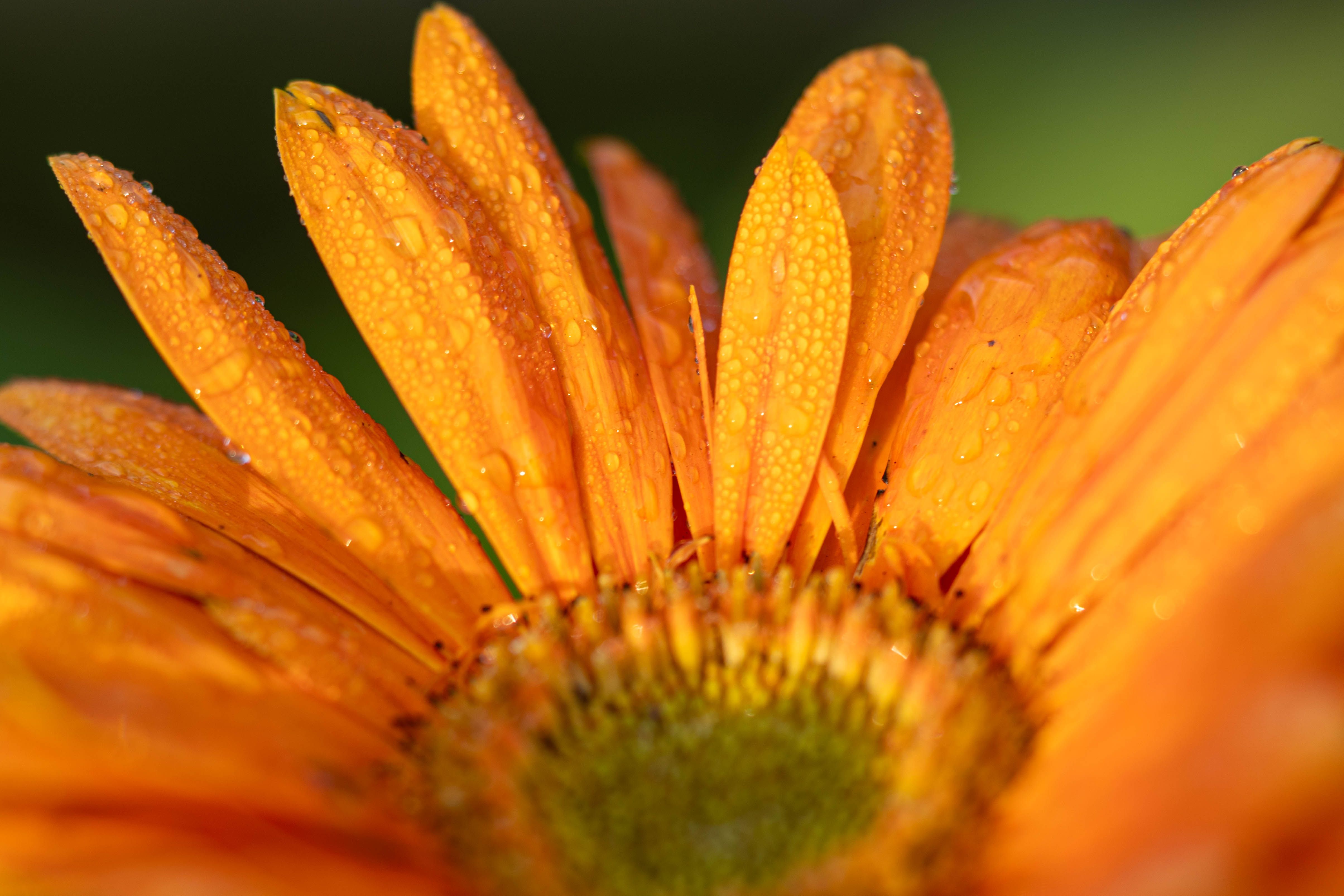 Close-Up of Dewy Orange Gerbera Daisy Petals · Free Stock Photo