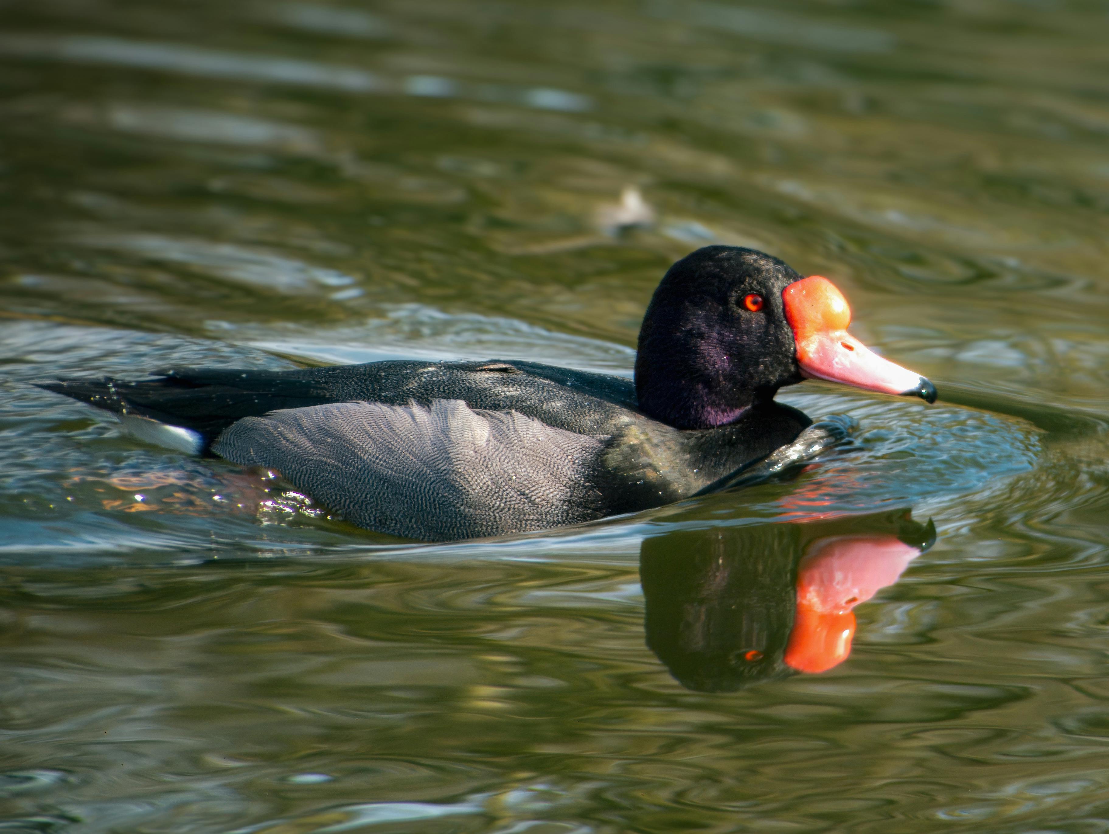 Surf Scoter Duck Gliding Over Water Surface · Free Stock Photo