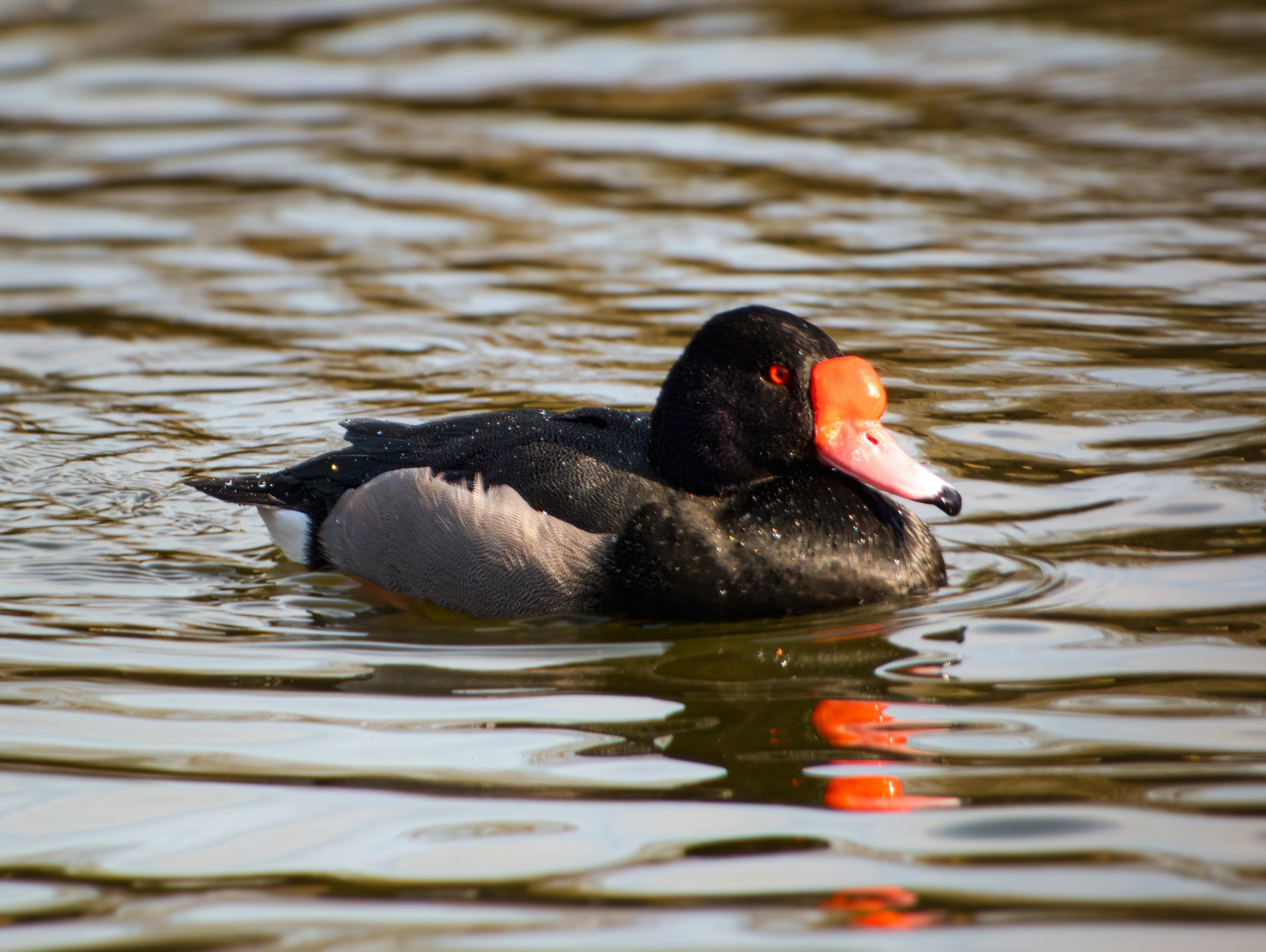 Surf Scoter Photos, Download The BEST Free Surf Scoter Stock Photos ...