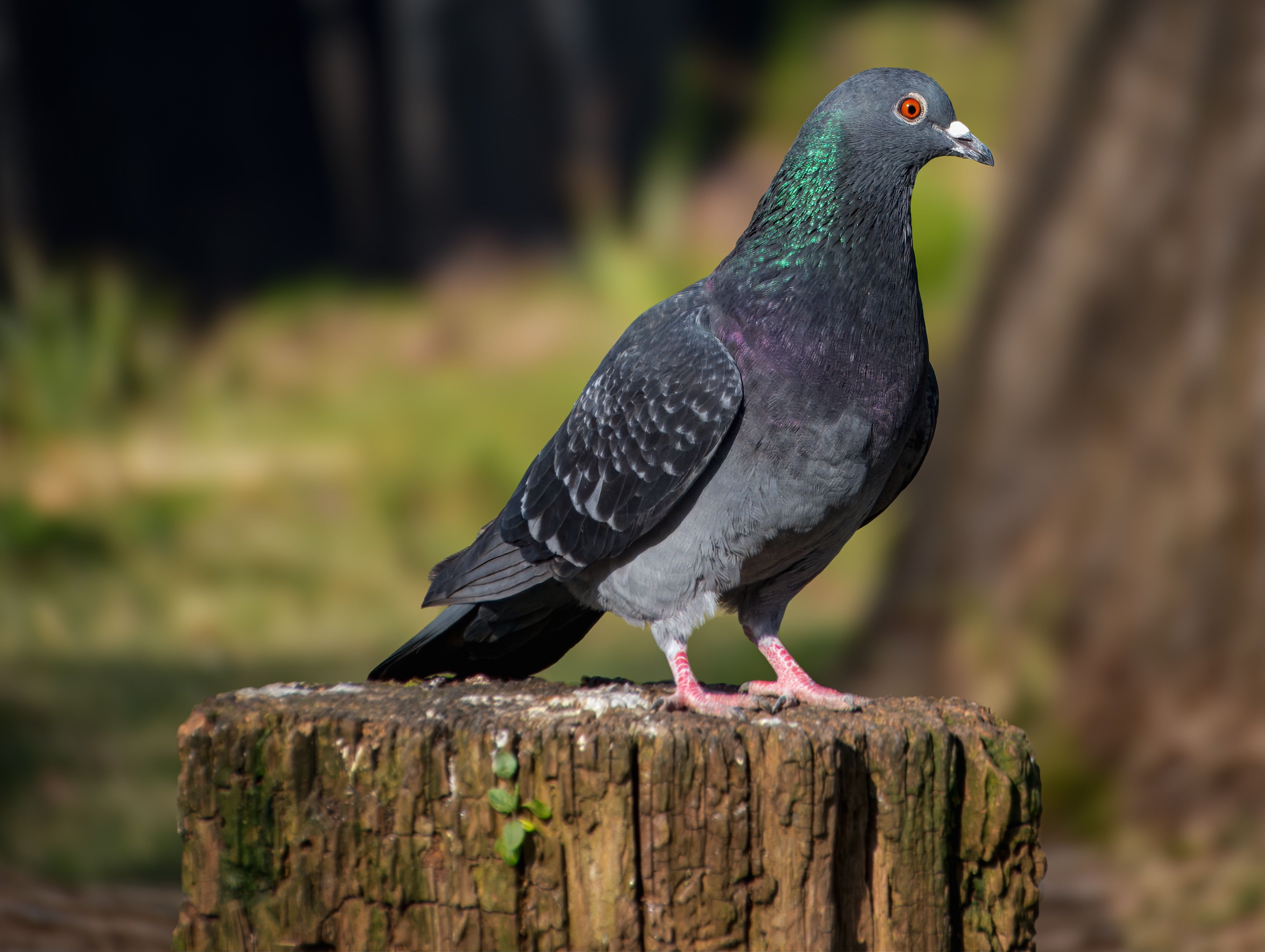 Close-up of Pigeon Perched on Tree Stump Outdoors · Free Stock Photo