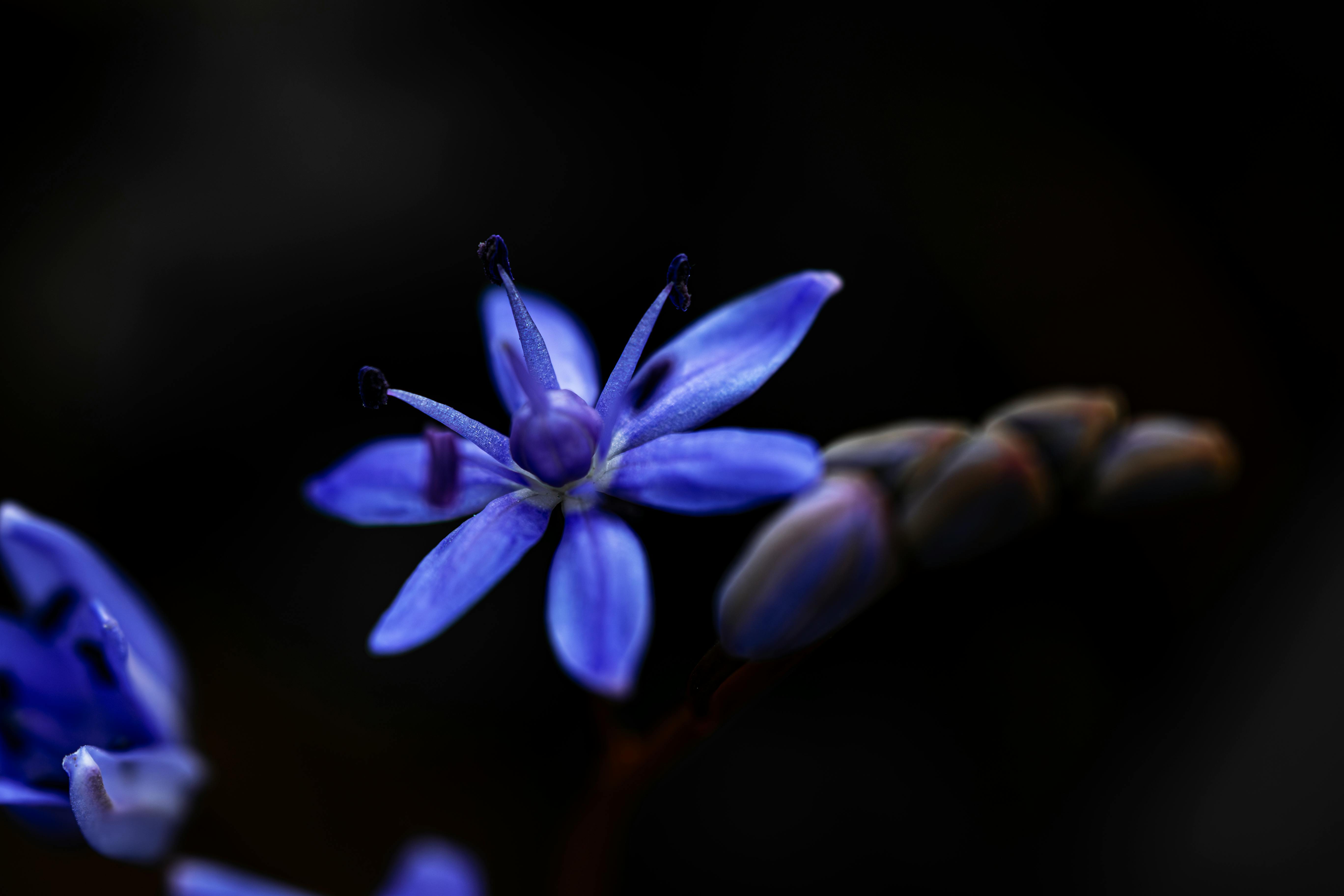 Close-up of a vibrant blue flower in bloom · Free Stock Photo