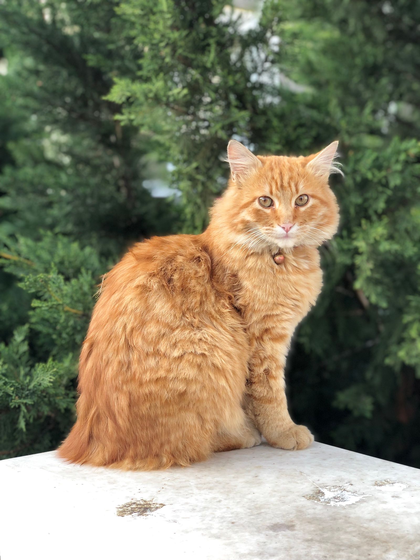 Orange Cat Photos, Download The BEST Free Orange Cat Stock Photos & HD ...