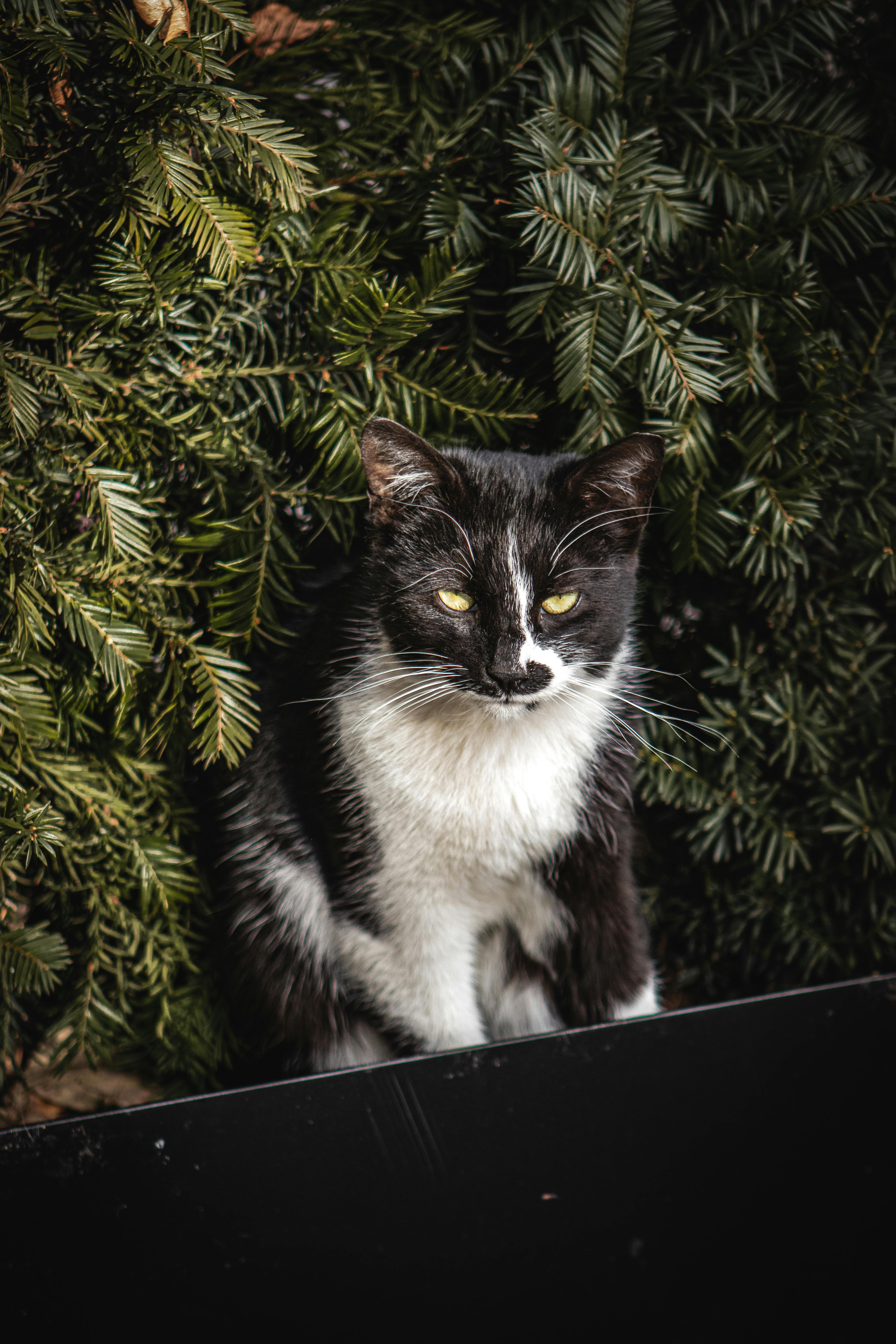 Cat Retching Photos, Download The BEST Free Cat Retching Stock Photos ...