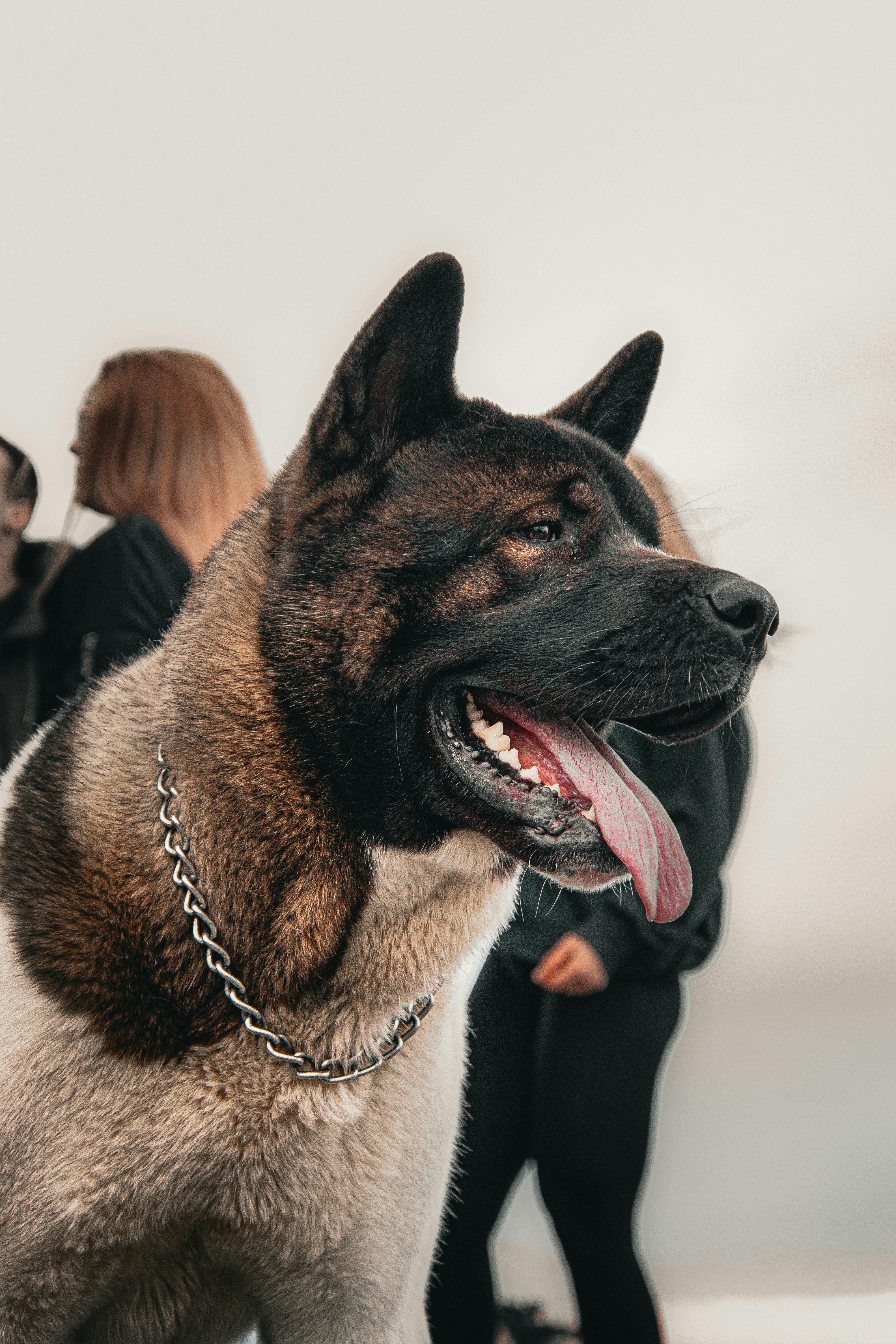 Dog Breed Photos, Download The BEST Free Dog Breed Stock Photos & HD Images