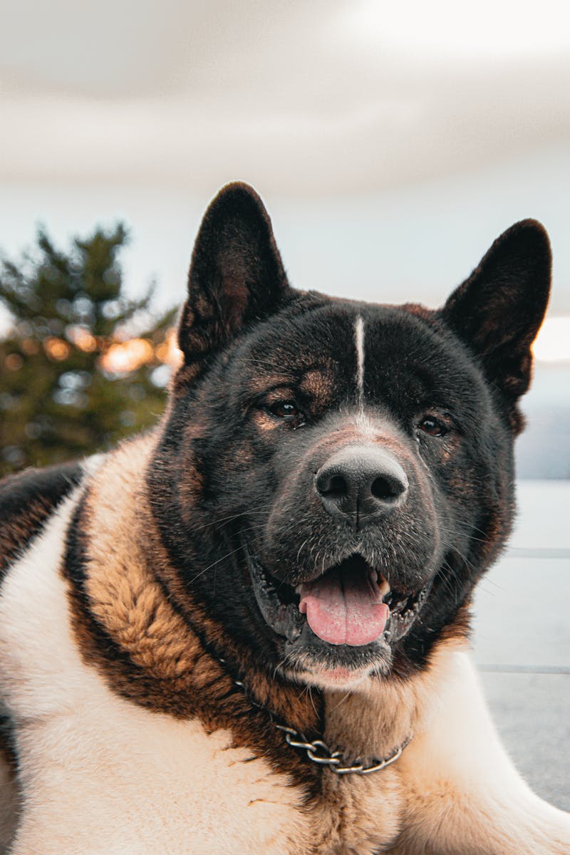 Dog Face Photos, Download The BEST Free Dog Face Stock Photos & HD Images