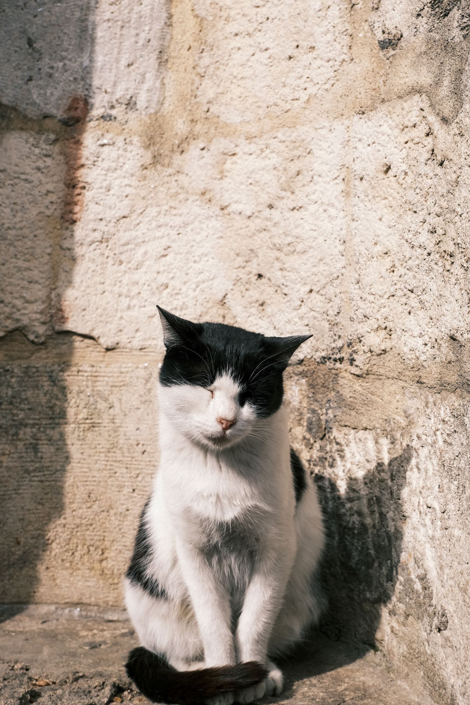 Black And White Cat Photos, Download The BEST Free Black And White Cat ...
