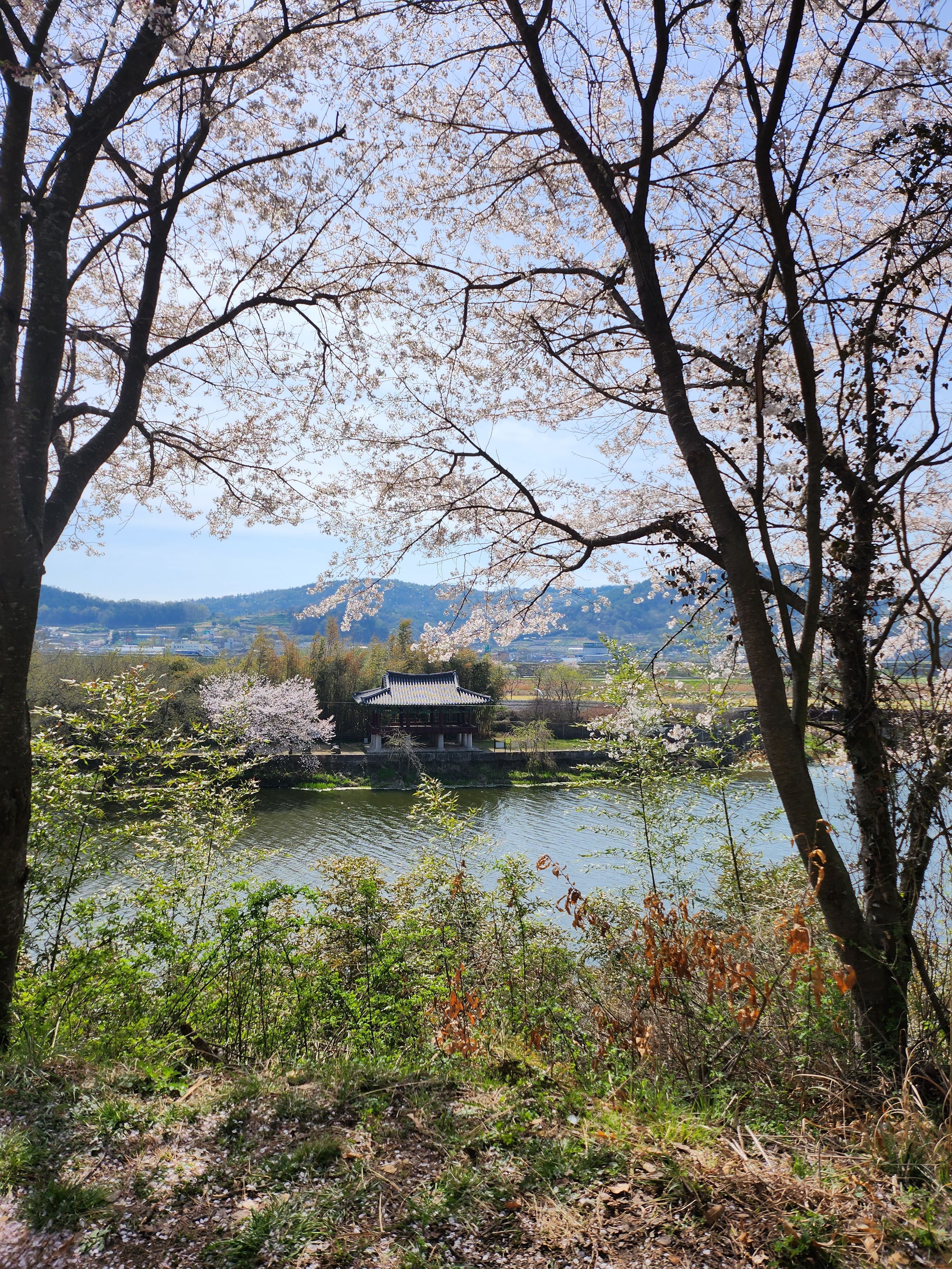 Scenic Spring View in Gwangju, South Korea · Free Stock Photo
