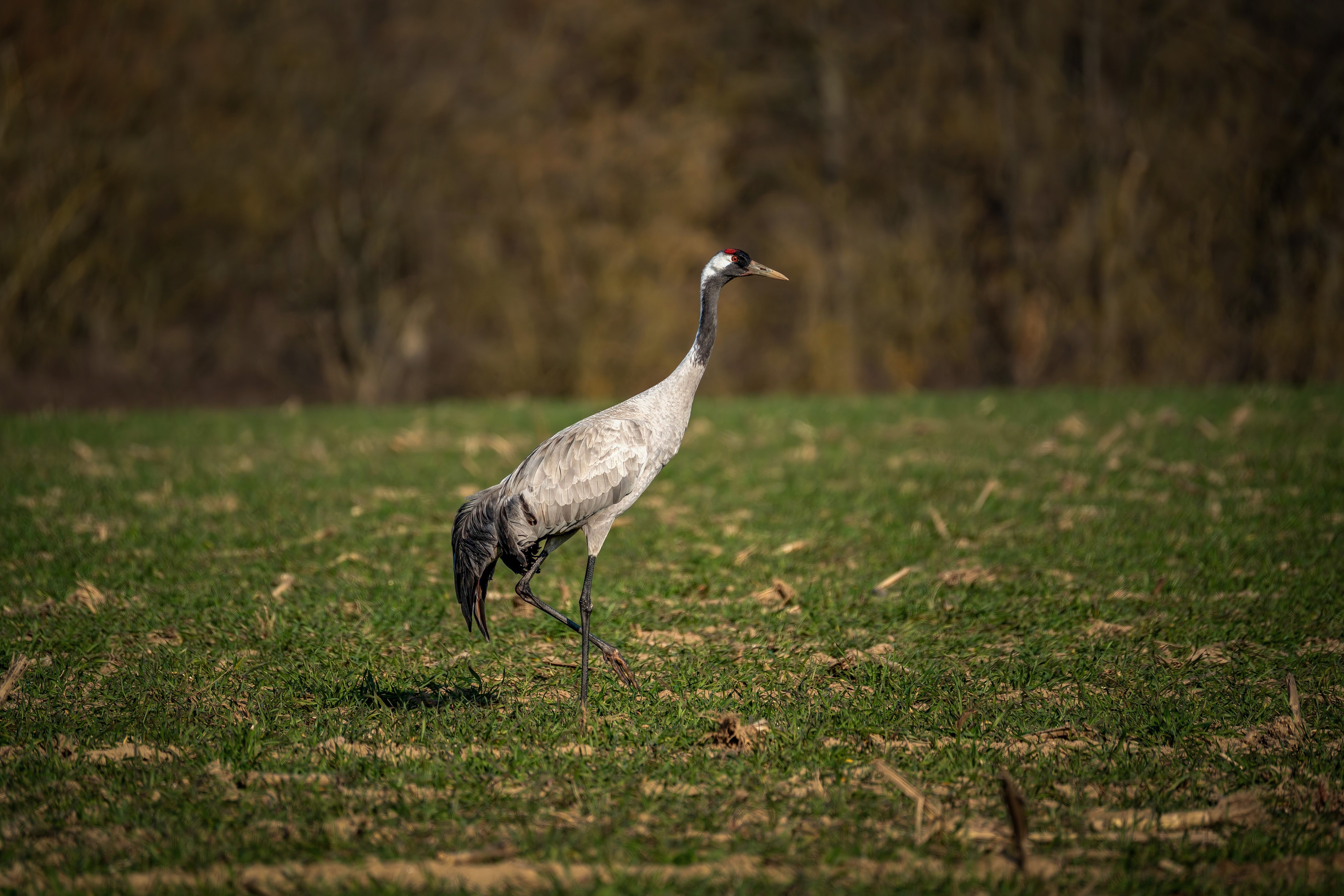 Majestic Grey Heron Striding in Open Field · Free Stock Photo