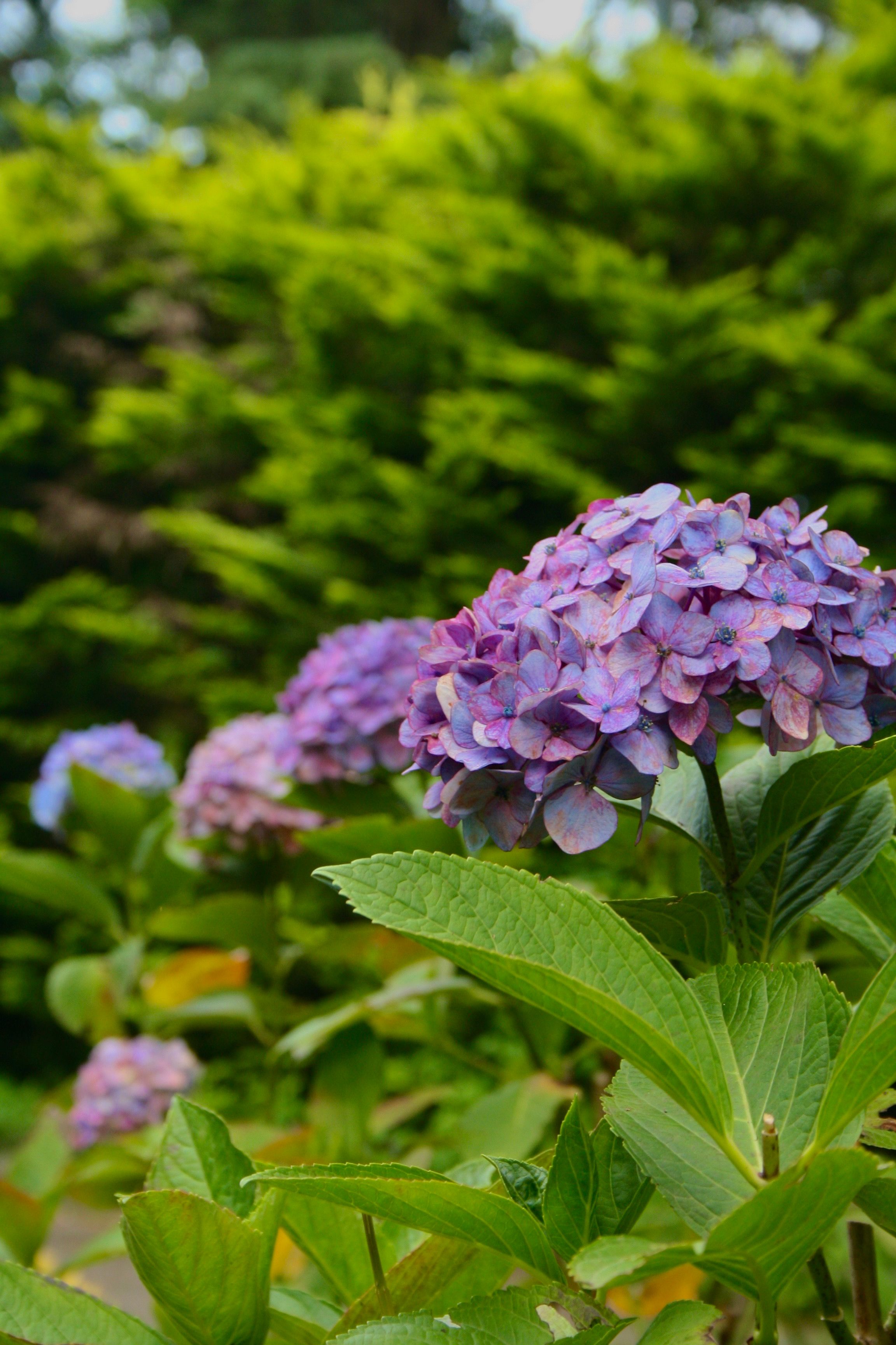 Vibrant Purple Hydrangeas in Lush Green Garden · Free Stock Photo