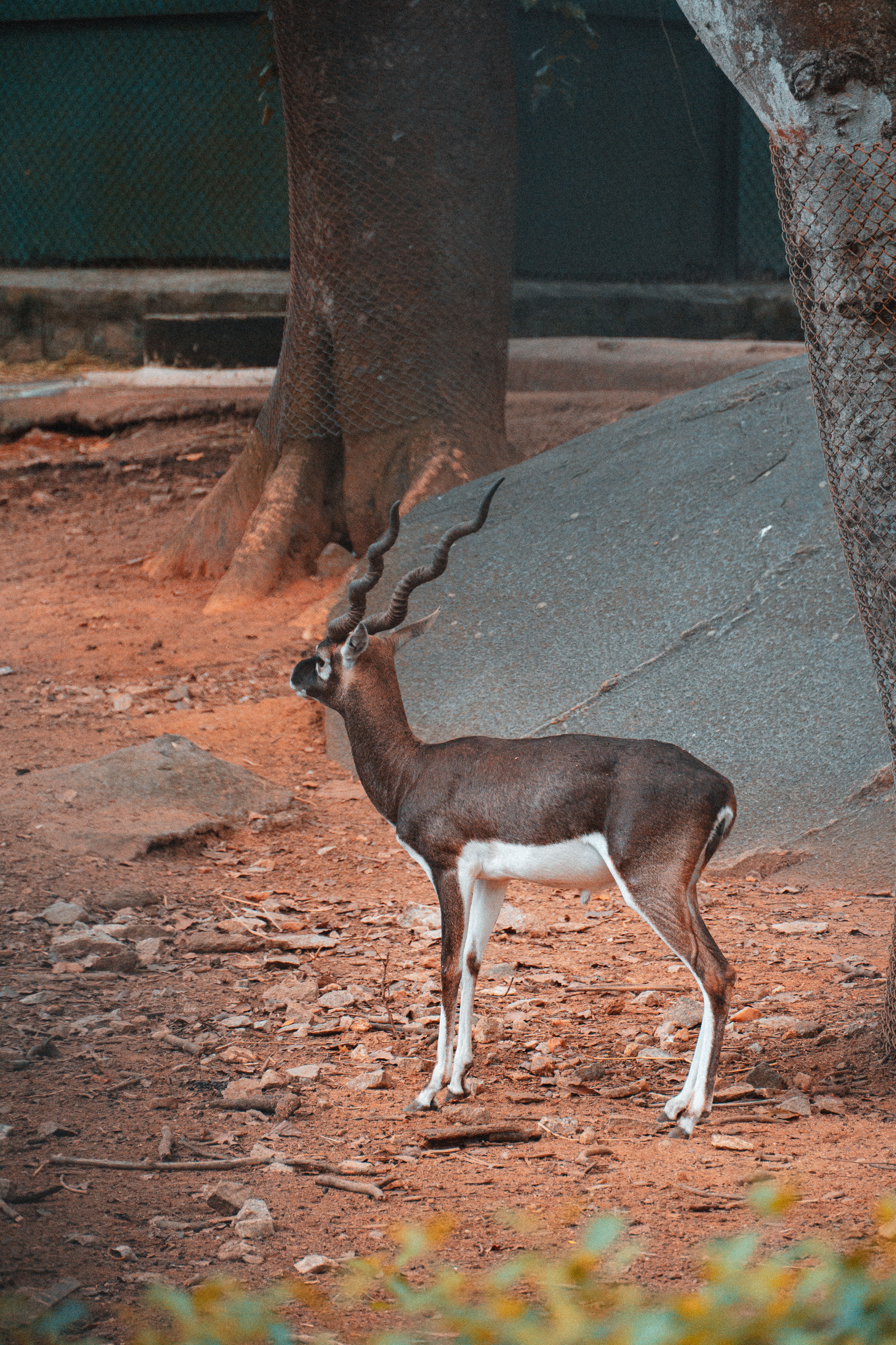 Elegant Blackbuck Antelope in Bengaluru Habitat · Free Stock Photo
