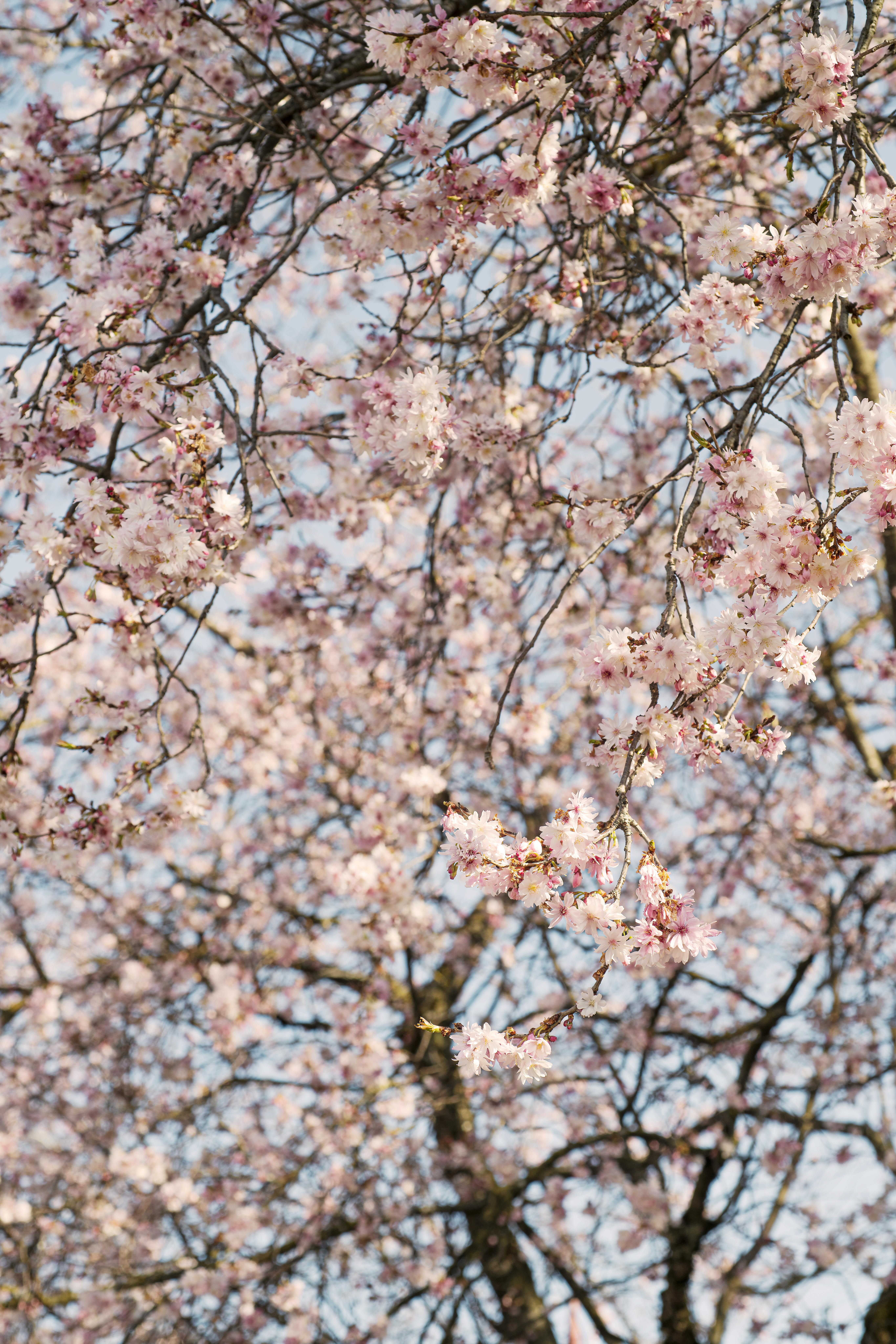 Baloliya Flower Photos, Download The BEST Free Baloliya Flower Stock ...