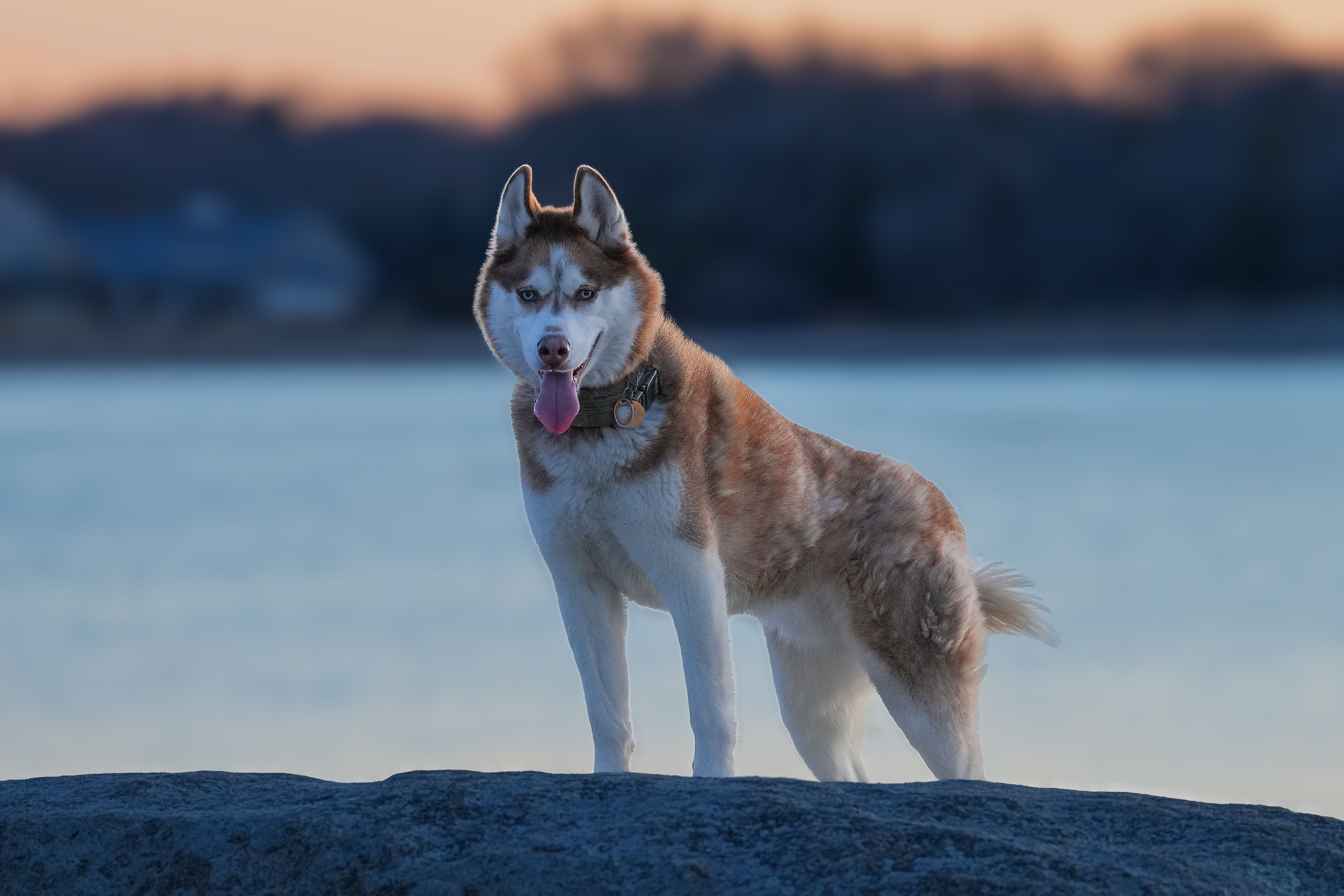 Siberian Husky at Cove Island Park Dusk · Free Stock Photo