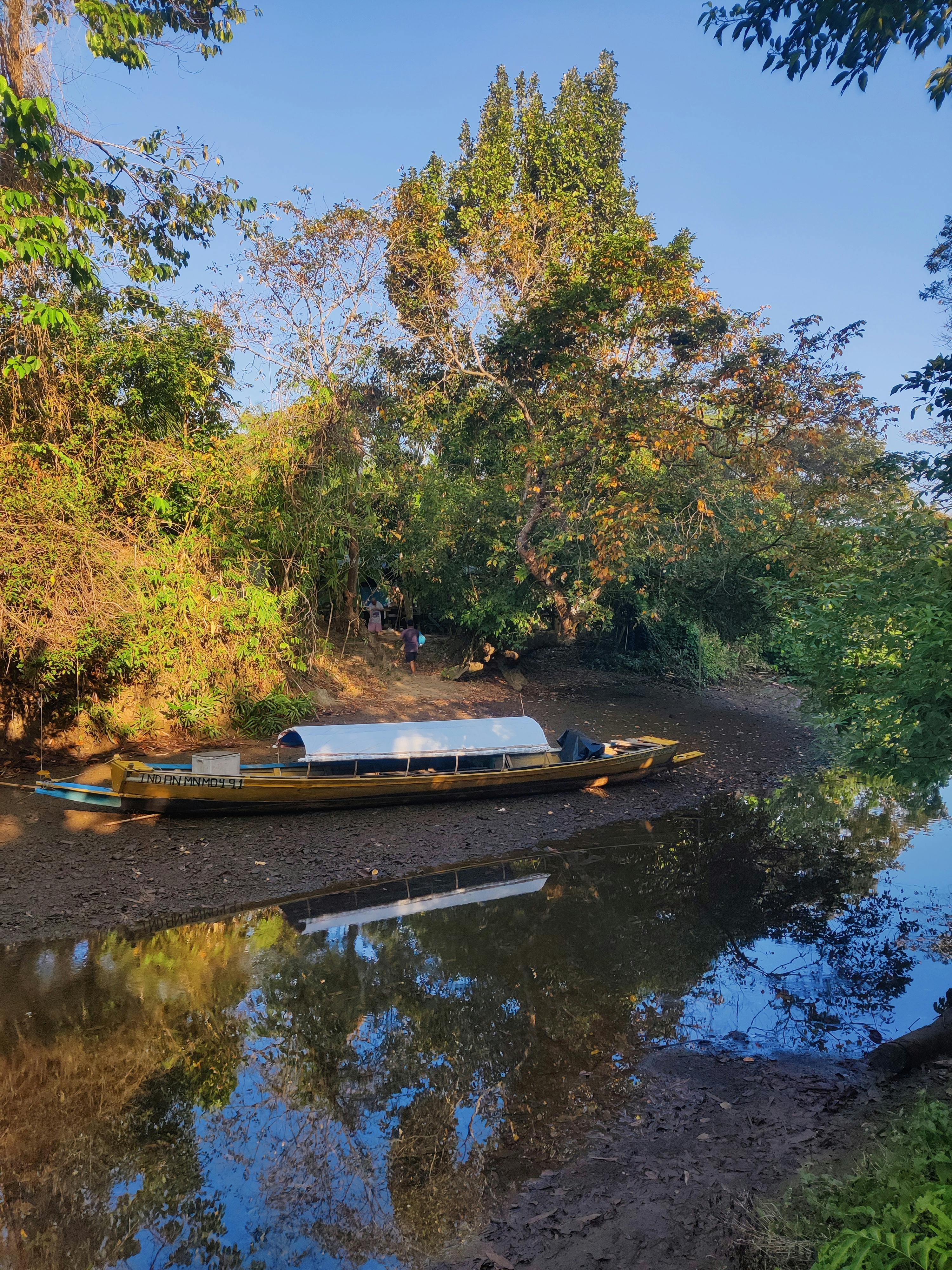 India Trees Photos, Download The BEST Free India Trees Stock Photos ...