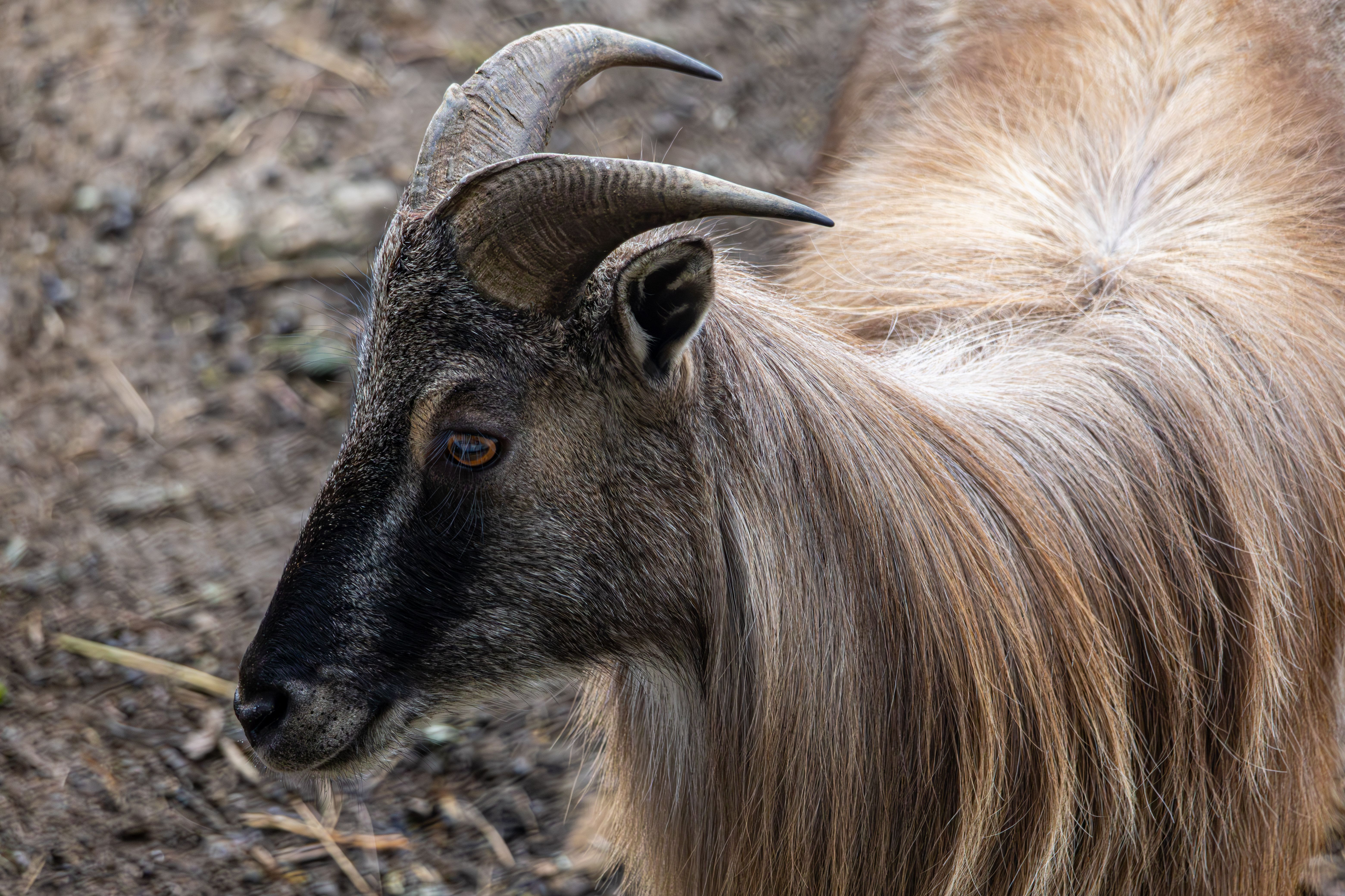 Close-up of Himalayan Tahr in Natural Habitat · Free Stock Photo