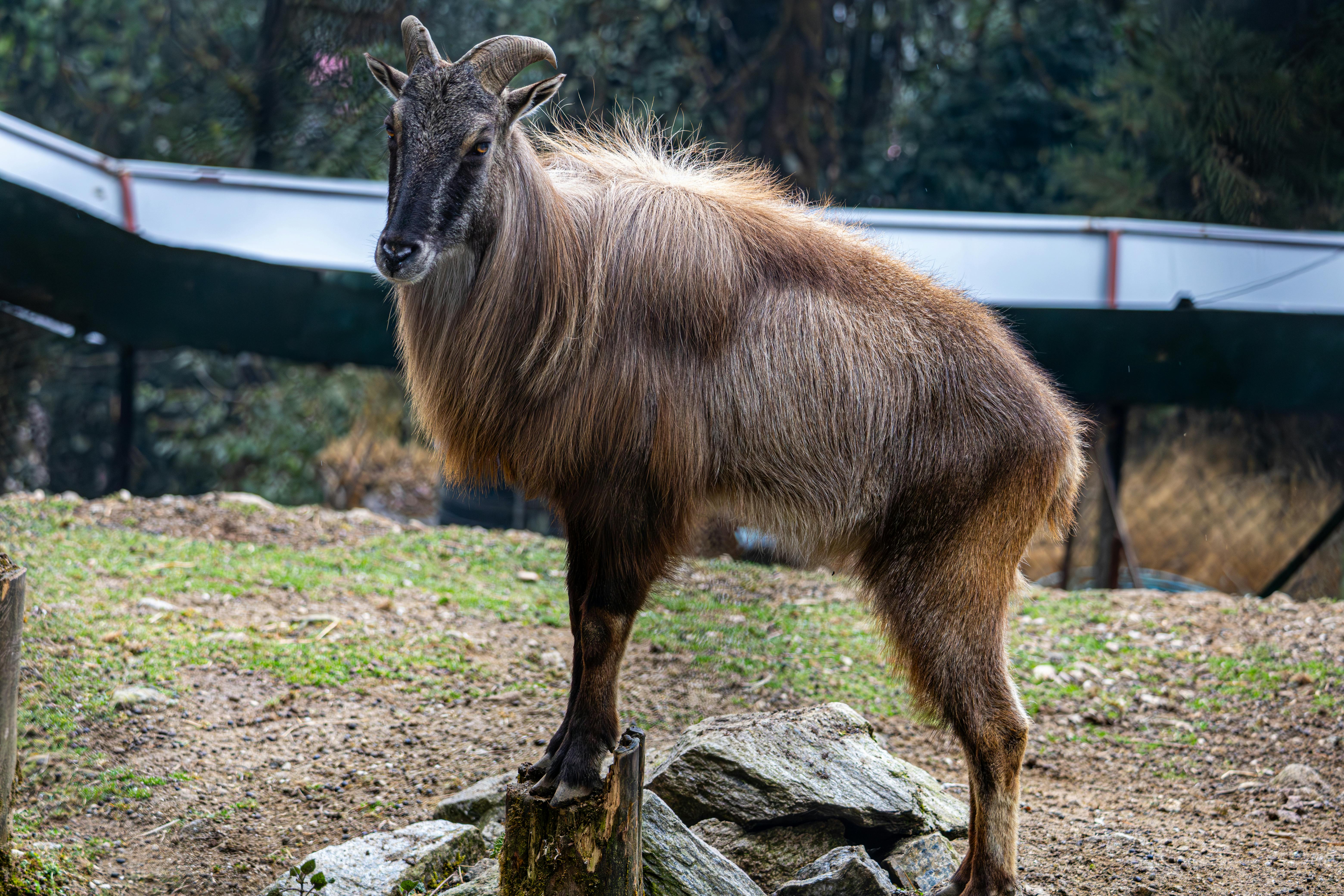 Himalayan Tahr Standing in Zoo Habitat · Free Stock Photo