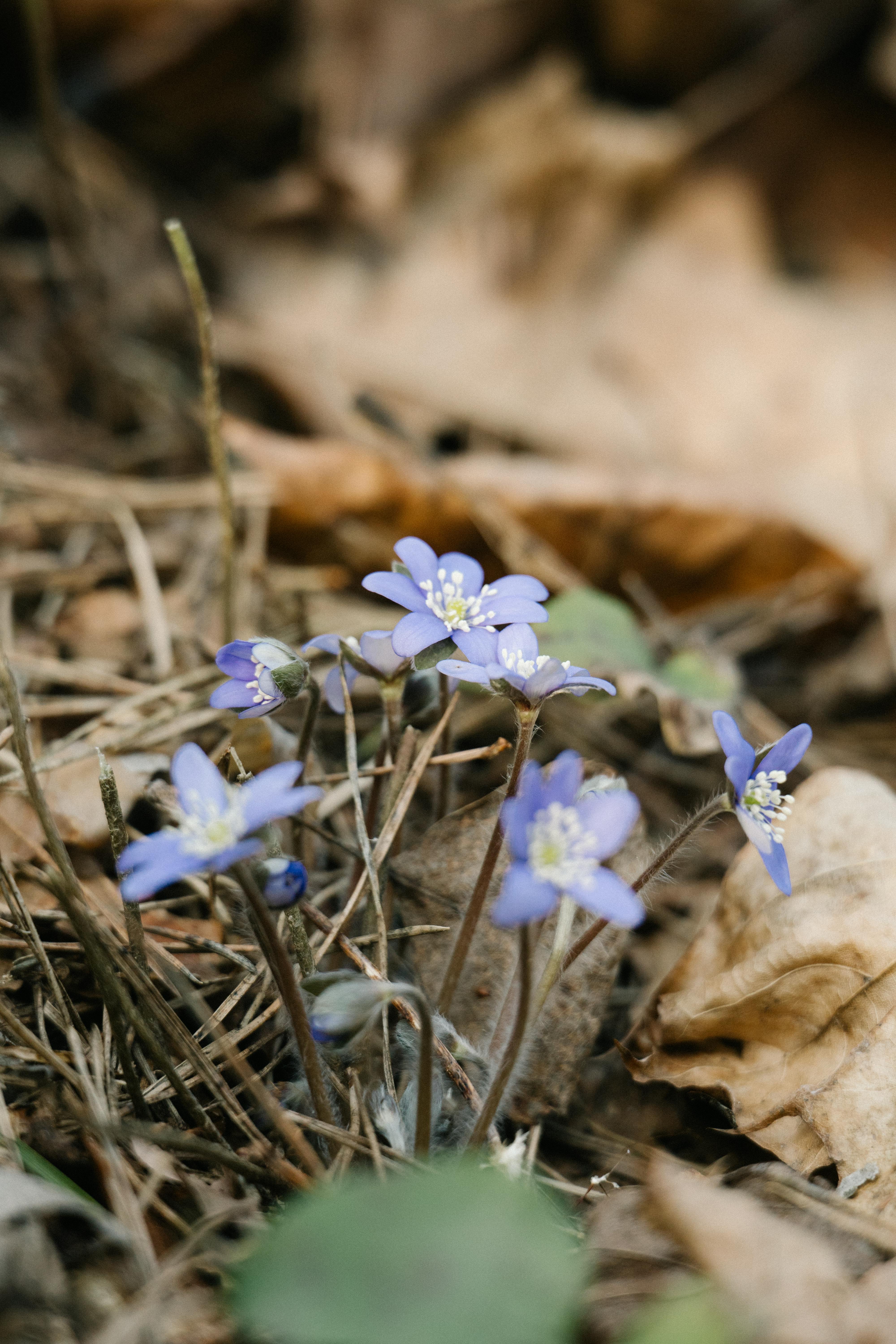 Lithuania Photos, Download The BEST Free Lithuania Stock Photos & HD Images