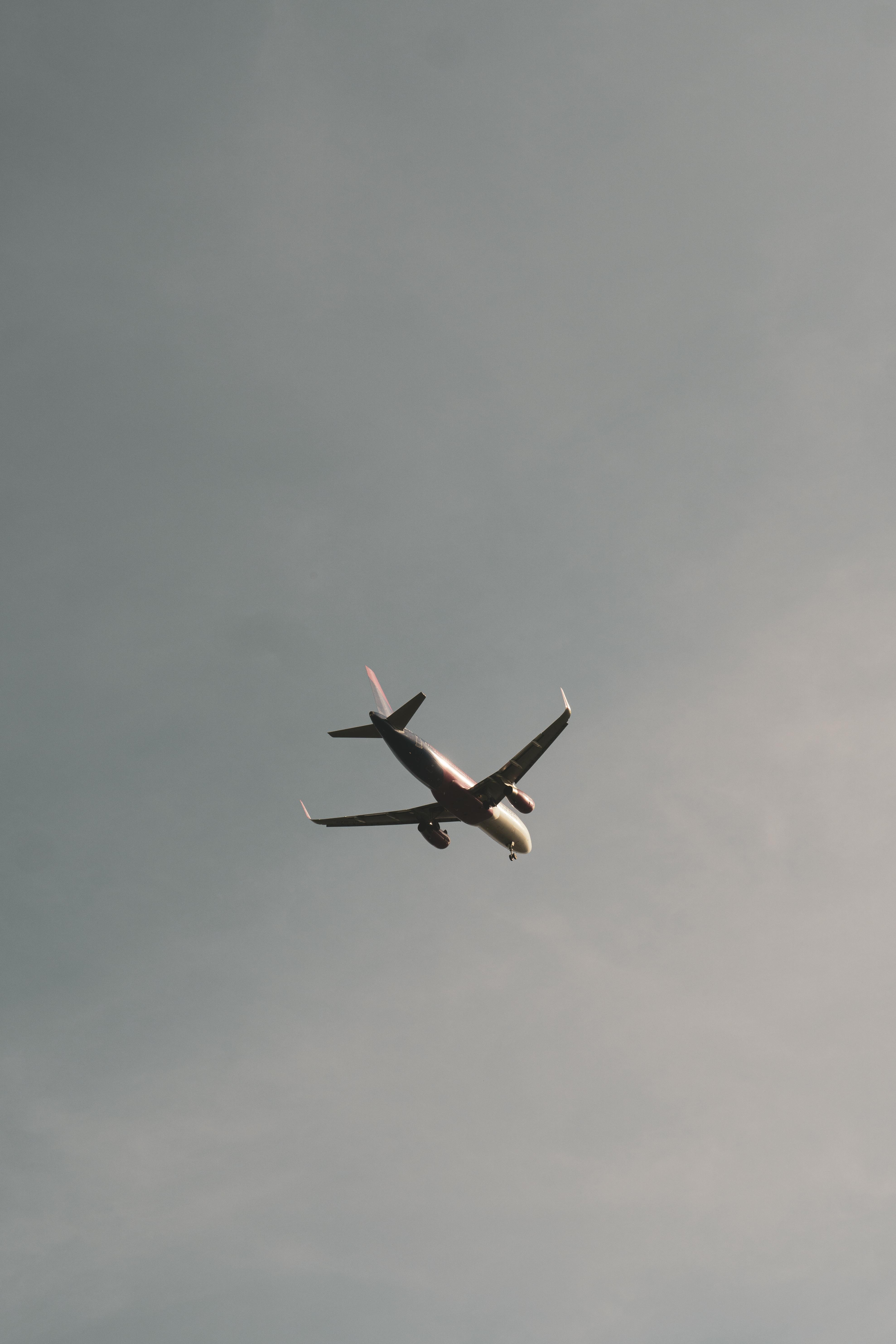 500+ Best Pixy+flyer Photos · 100% Free Download · Pexels Stock Photos