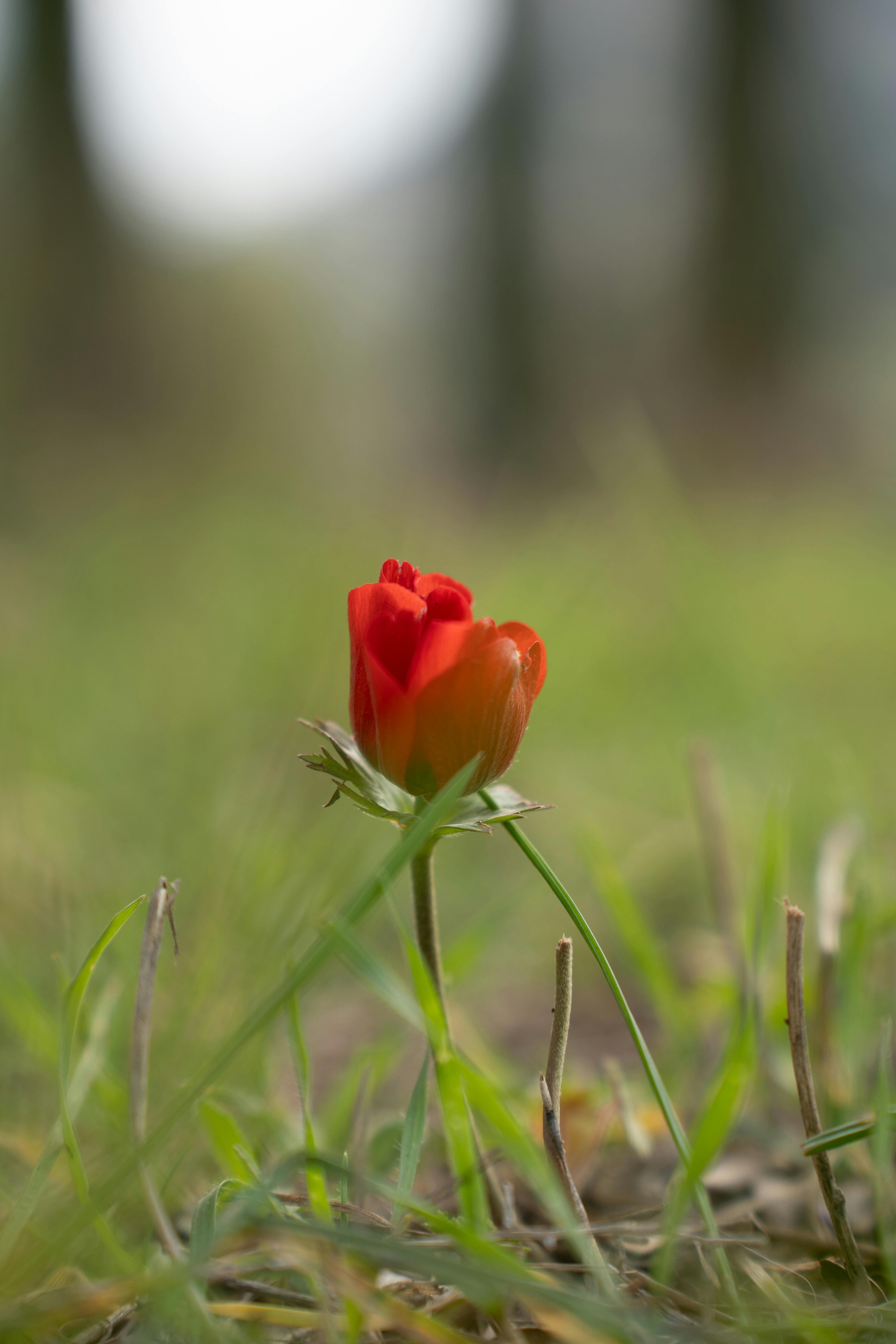 Views Growing Graph Photos, Download The BEST Free Views Growing Graph ...