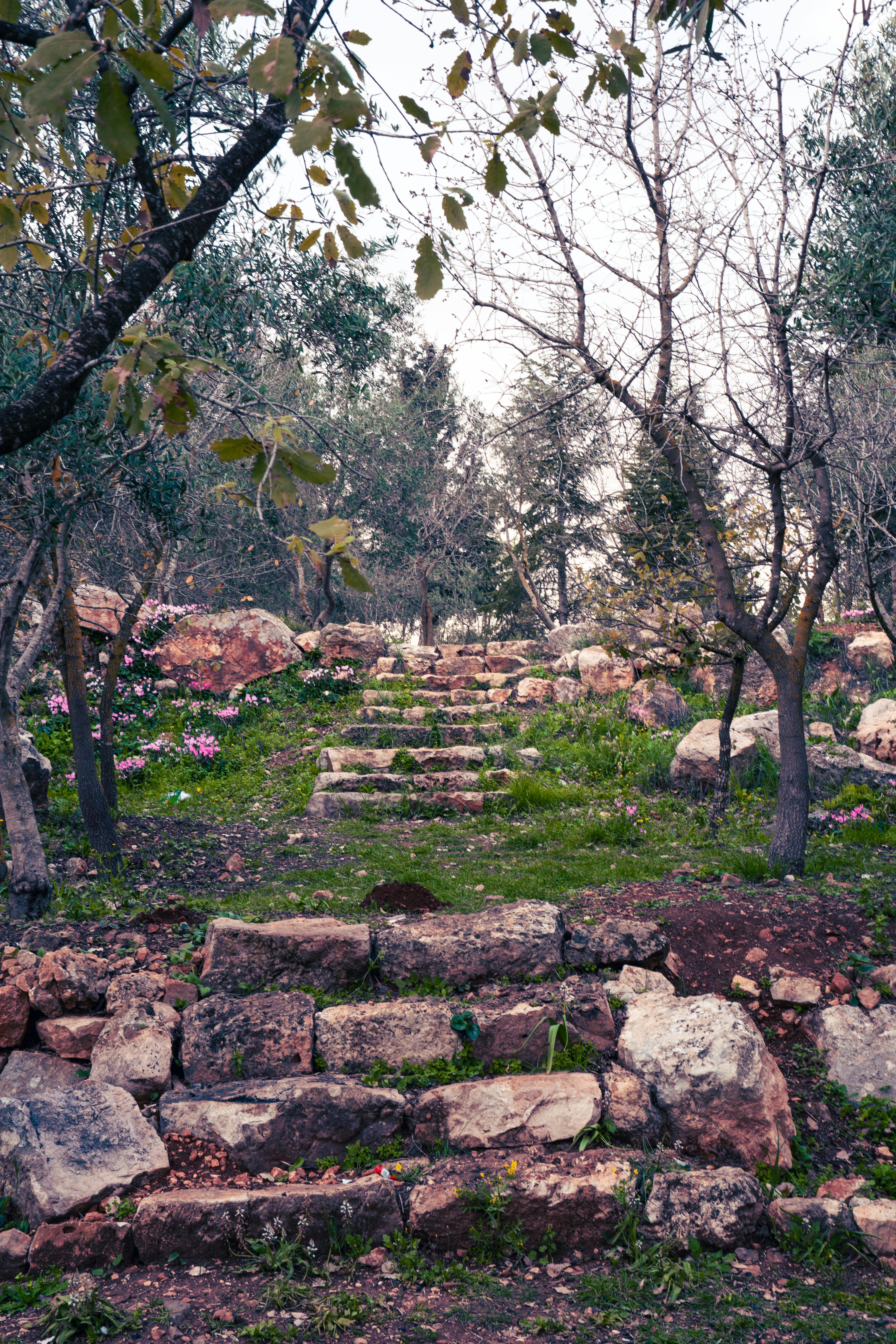 Rustic Stone Steps in Serene Forest Setting · Free Stock Photo