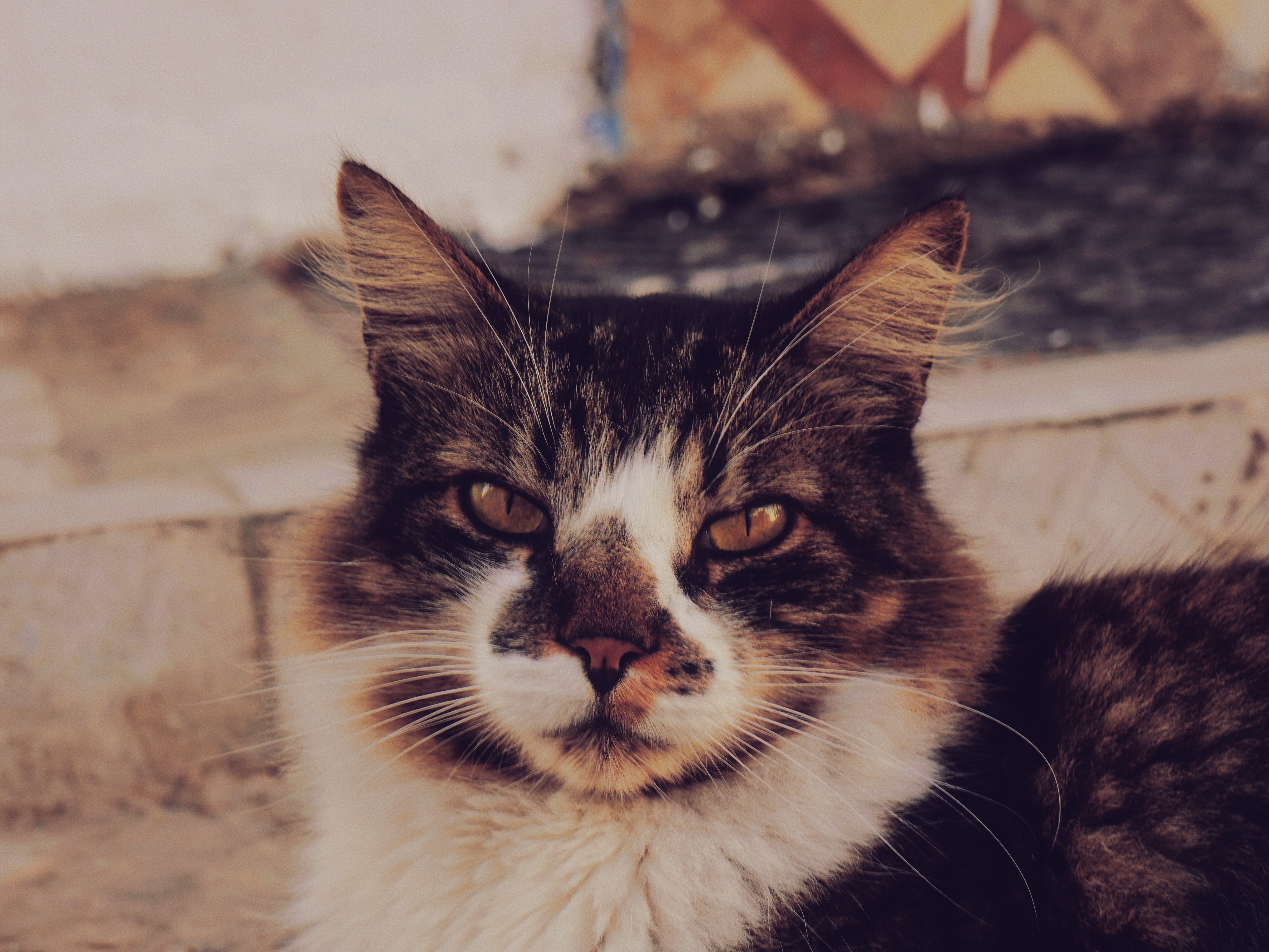 Close-up Portrait of an Alert Domestic Cat · Free Stock Photo