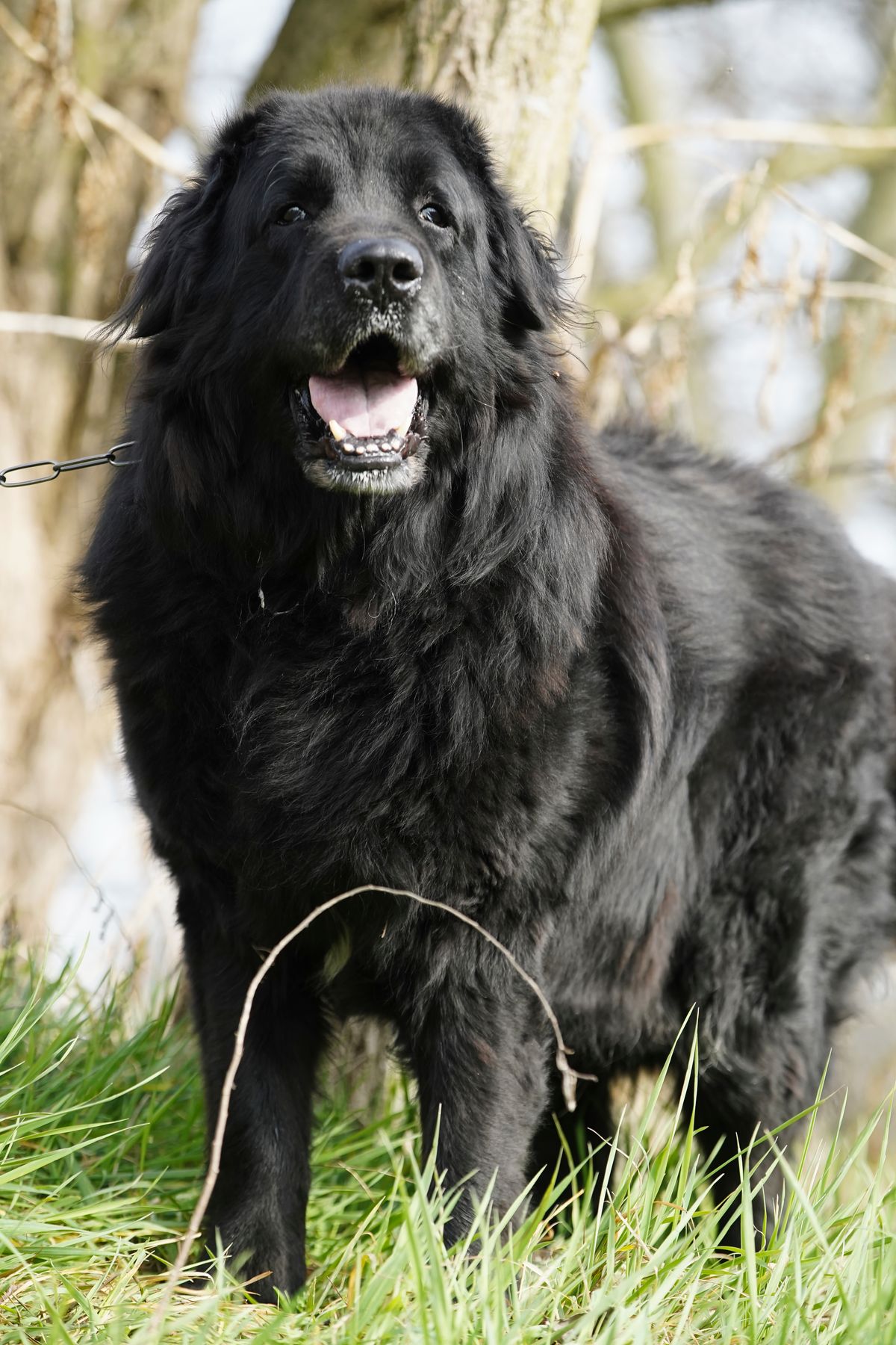 Newfoundland Dog Photos, Download The BEST Free Newfoundland Dog Stock ...
