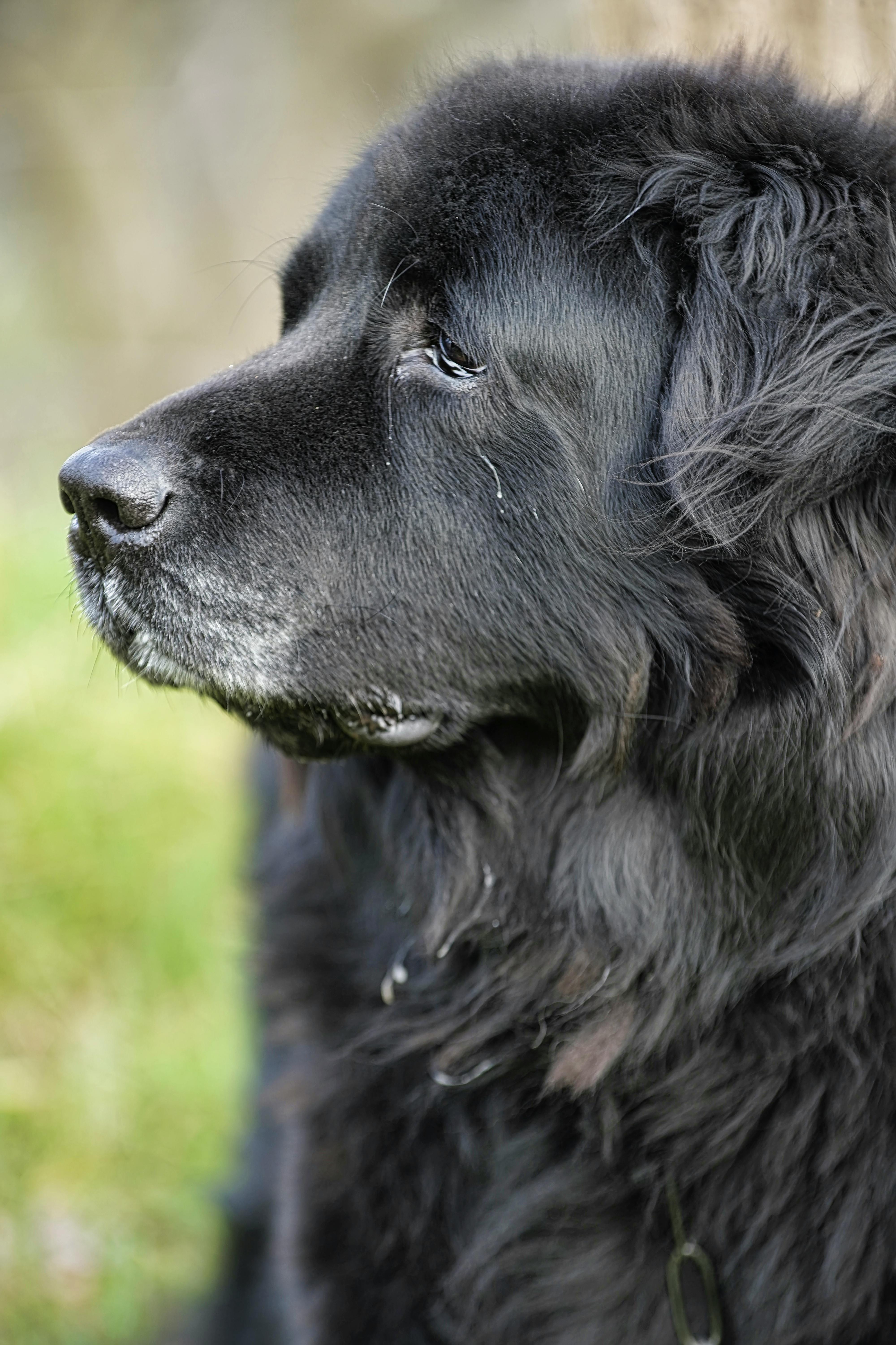 Close-up Portrait of a Black Newfoundland Dog · Free Stock Photo