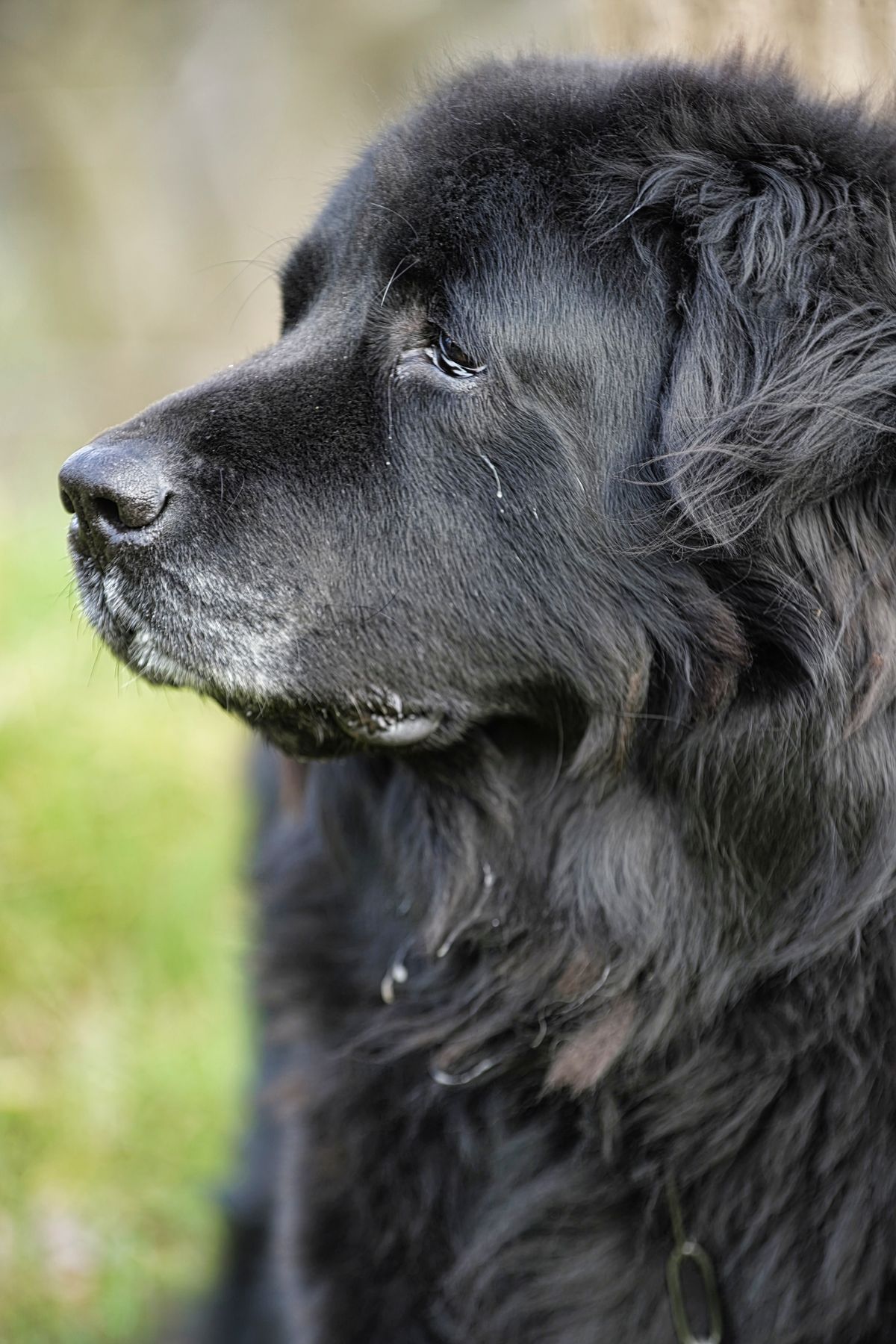 Newfoundland Dog Photos, Download The BEST Free Newfoundland Dog Stock ...
