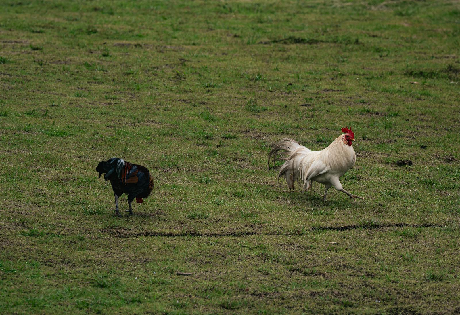 Free Pick Photos, Download The BEST Free Free Pick Stock Photos & HD Images