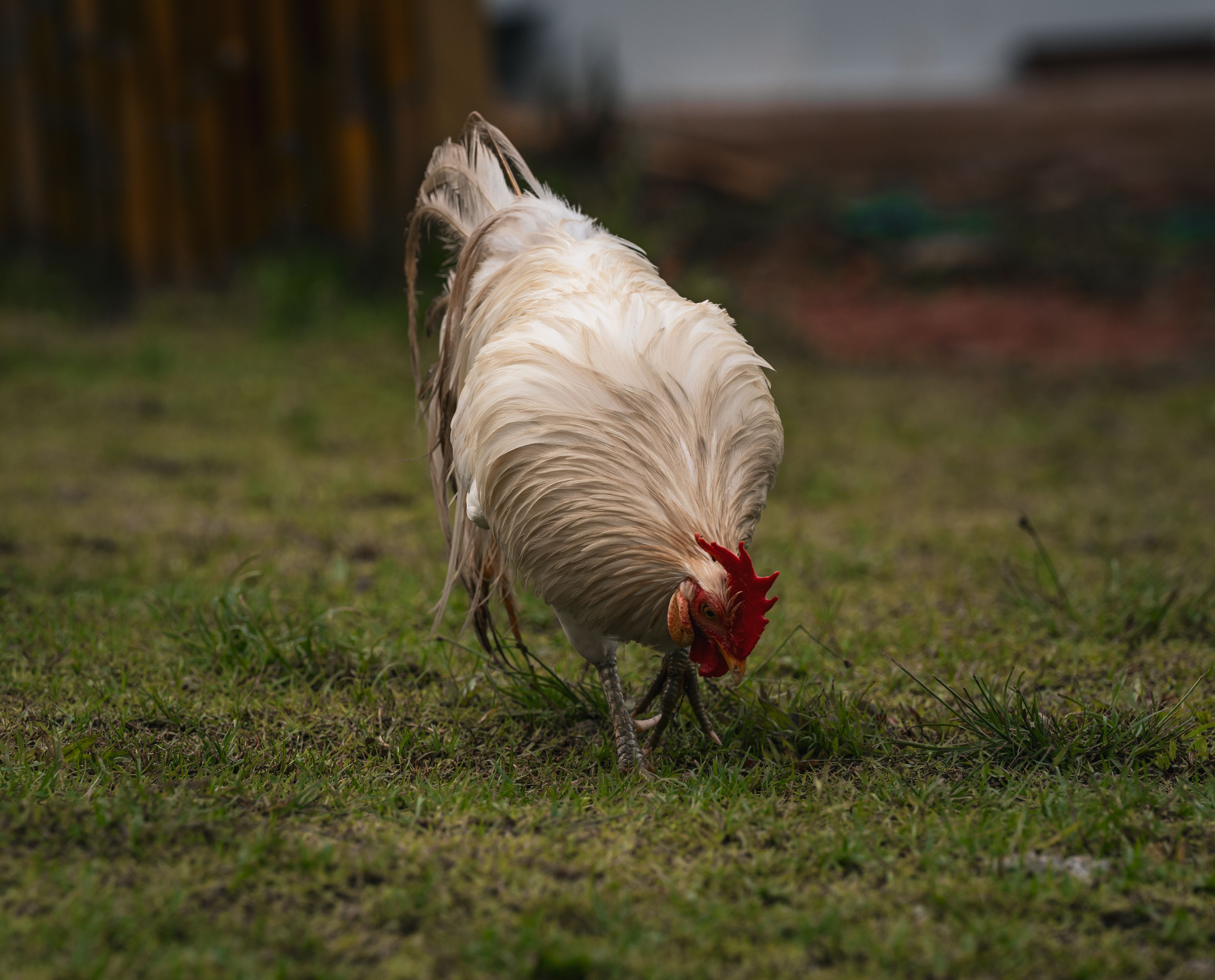 Chicken Wallpapers Photos, Download The BEST Free Chicken Wallpapers ...