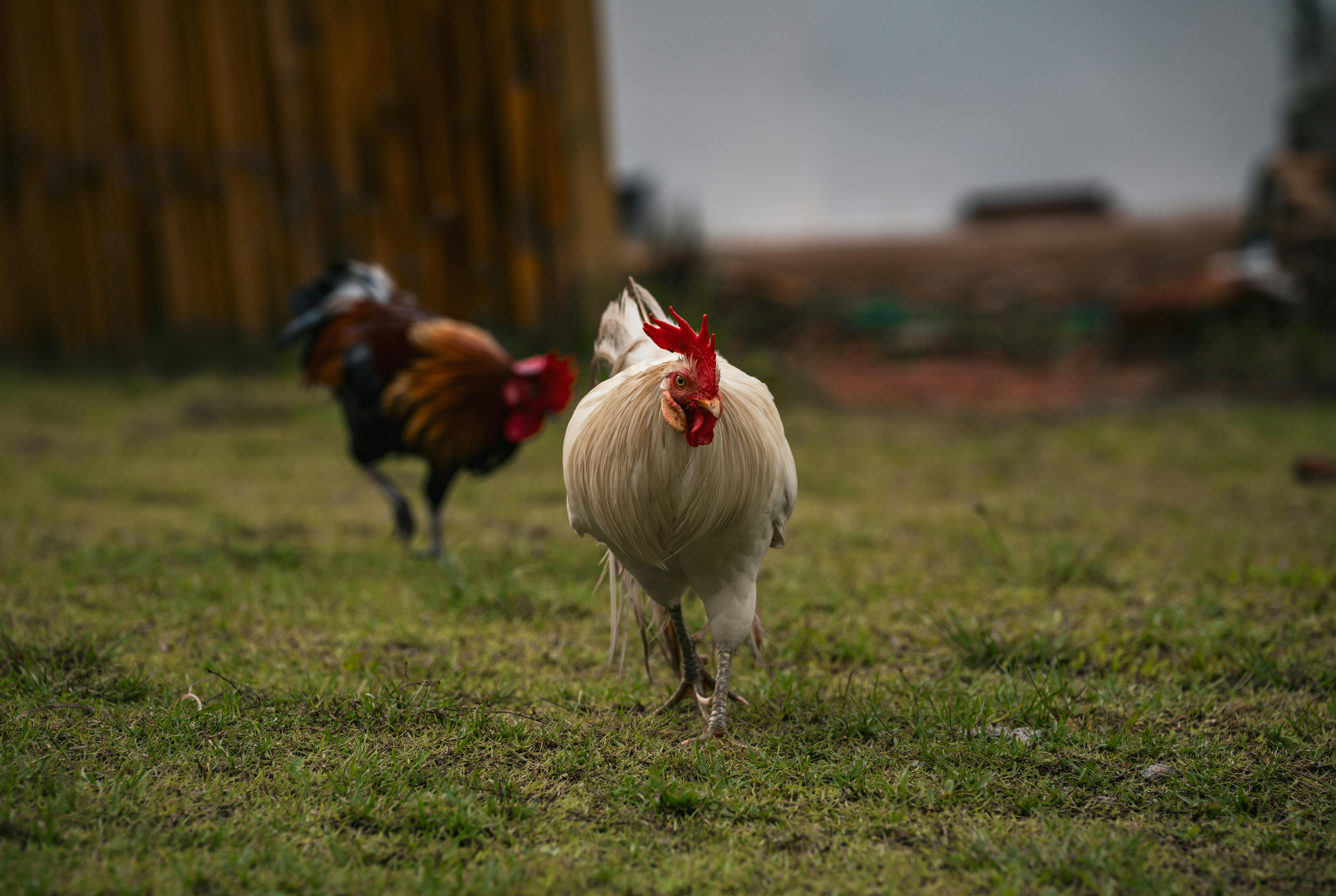 Chicken Farm Pictures Photos, Download The BEST Free Chicken Farm ...