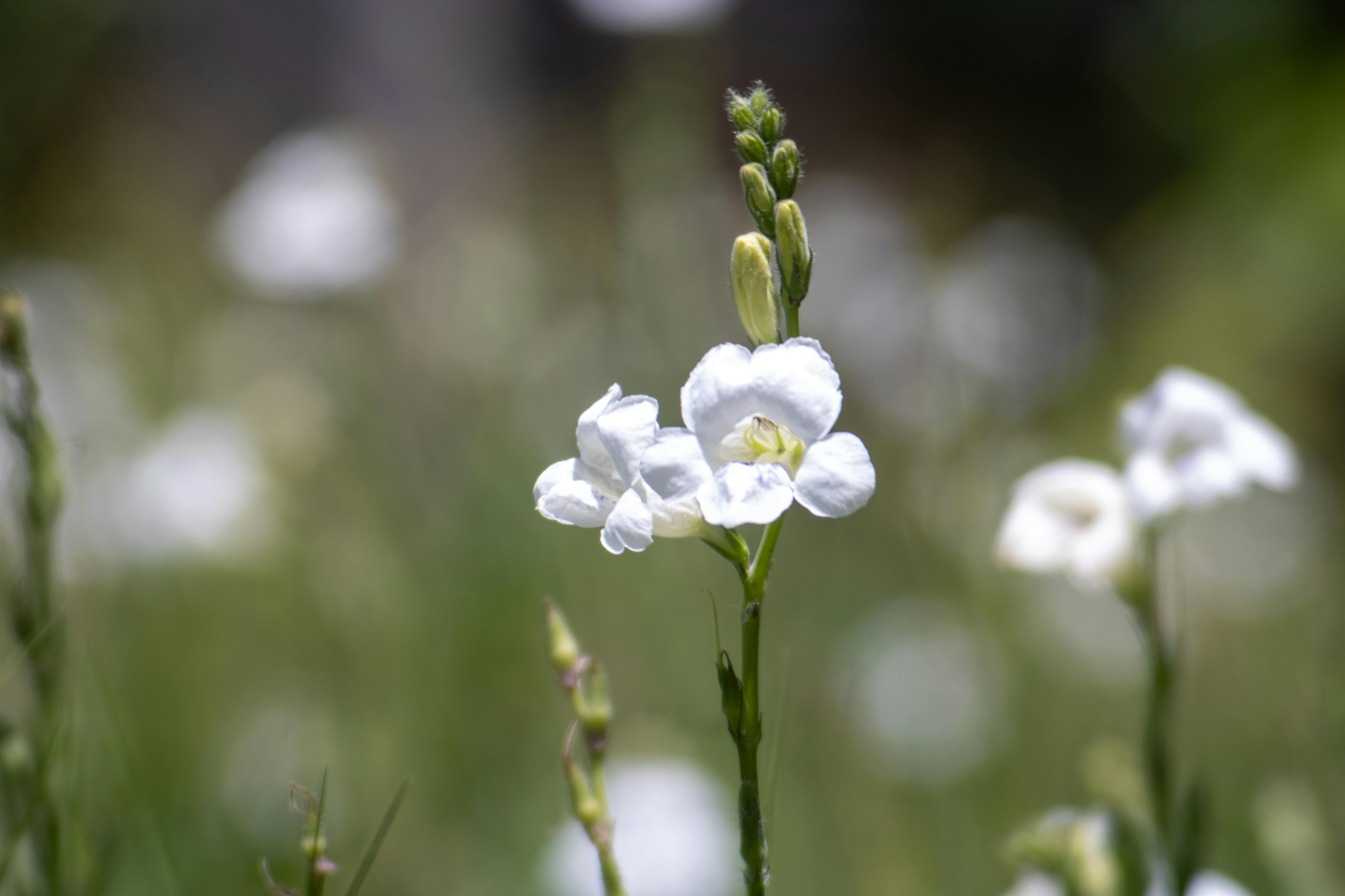 Botanical Stem Photos, Download The BEST Free Botanical Stem Stock ...