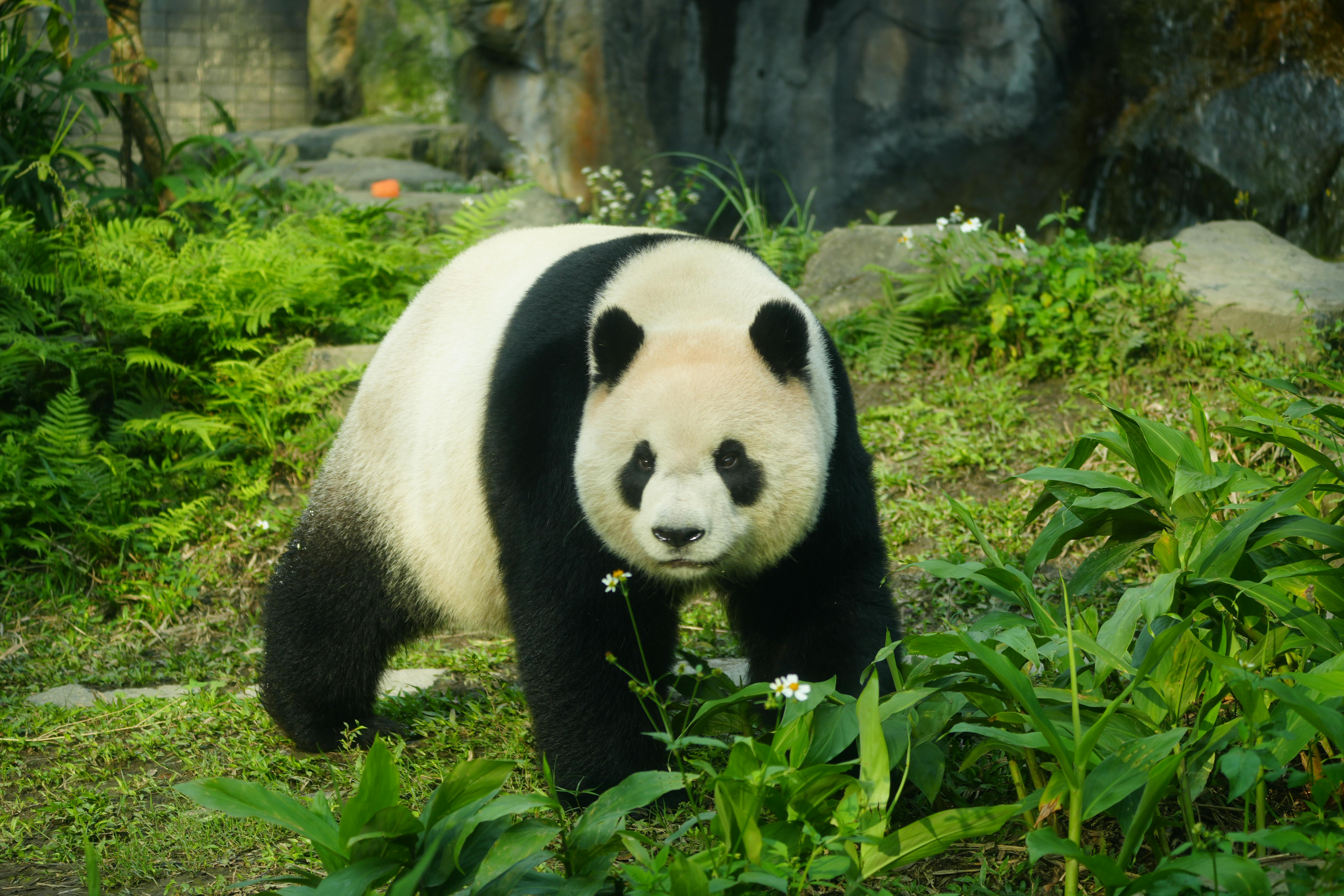 Panda Raksasa Berkeliaran Di Kebun Binatang Taipei Taiwan · Foto Stok ...