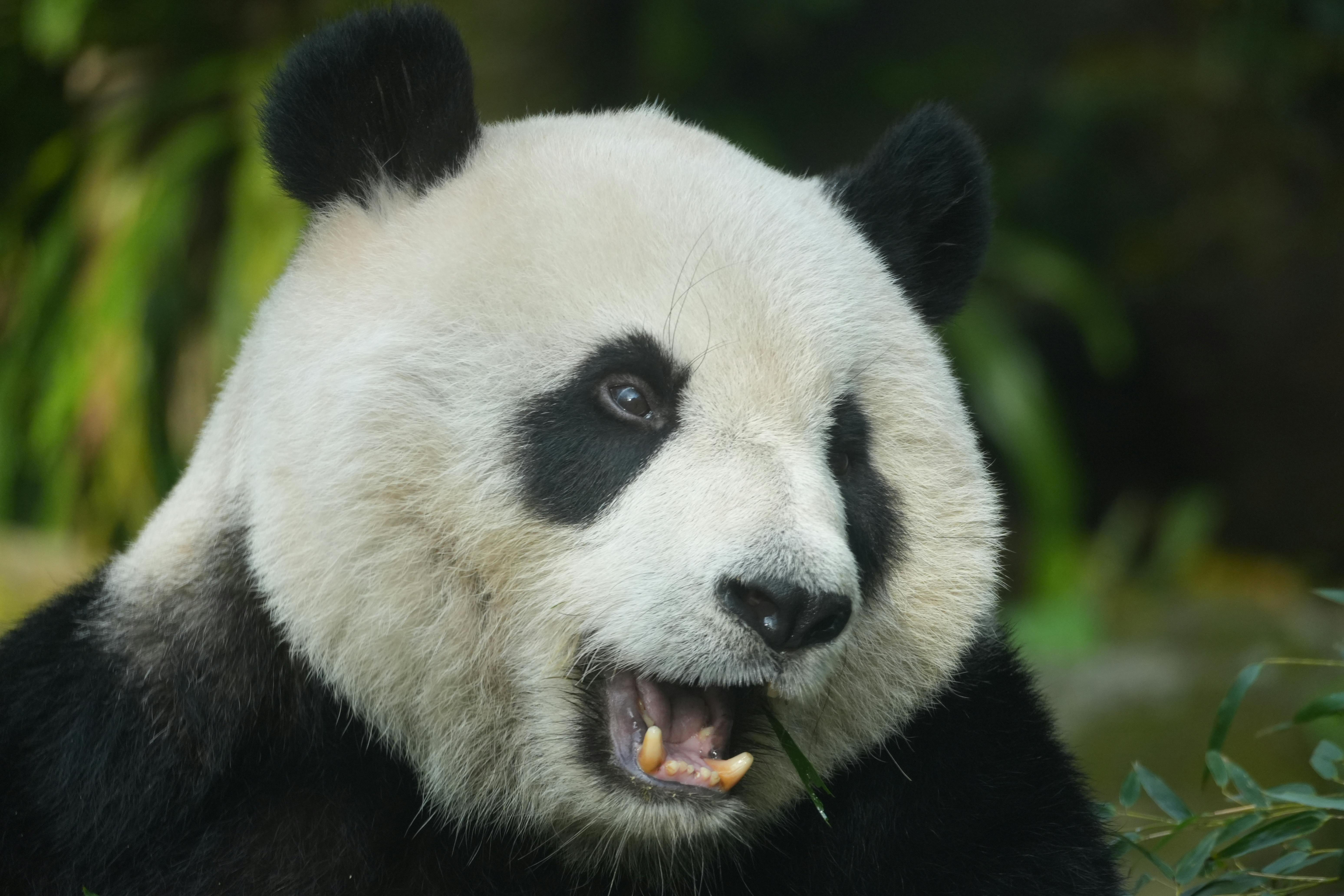 Giant Panda Bear Among Greenery in the Wild · Free Stock Photo