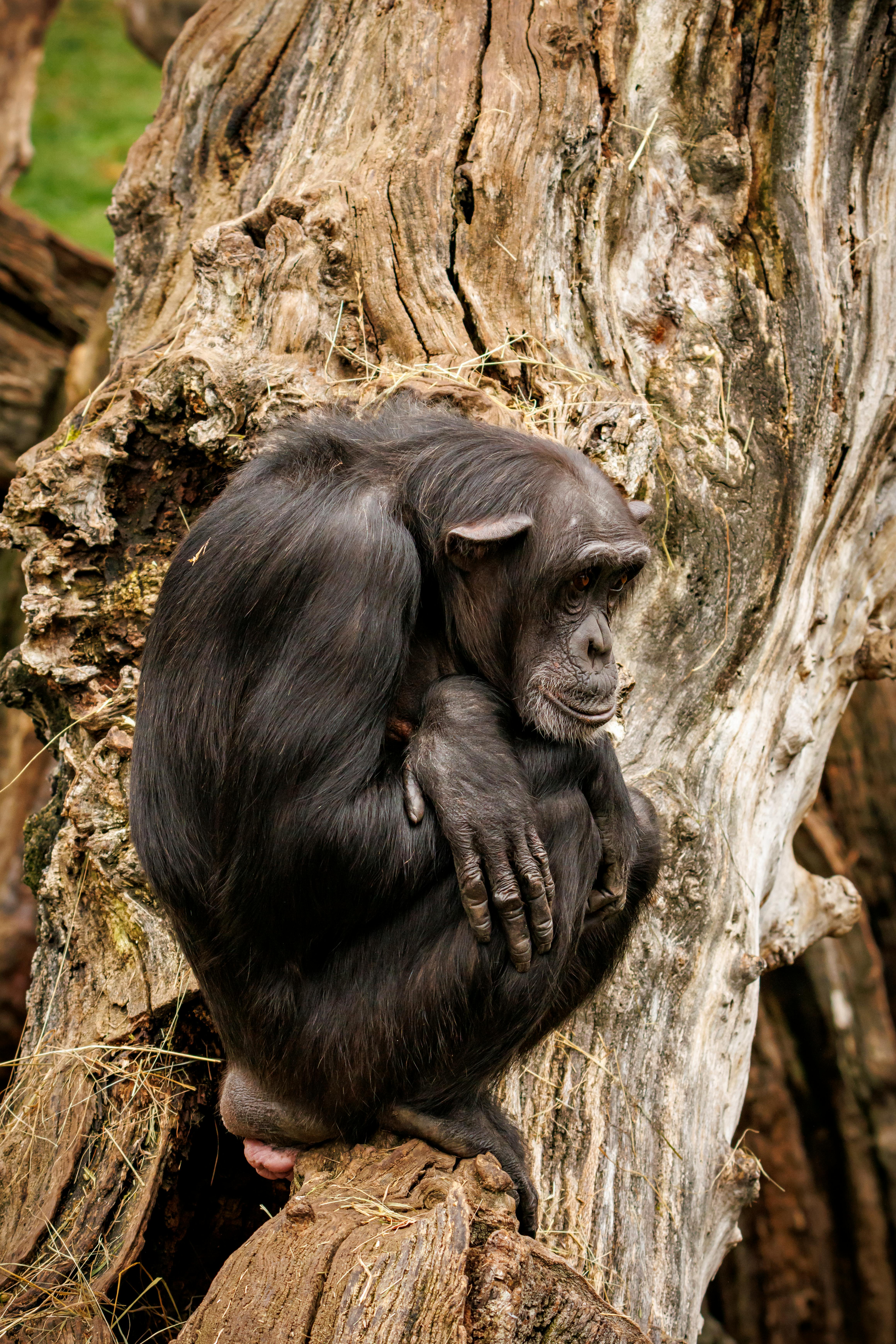 Chimpanzee Sitting Thoughtfully on Tree Trunk · Free Stock Photo