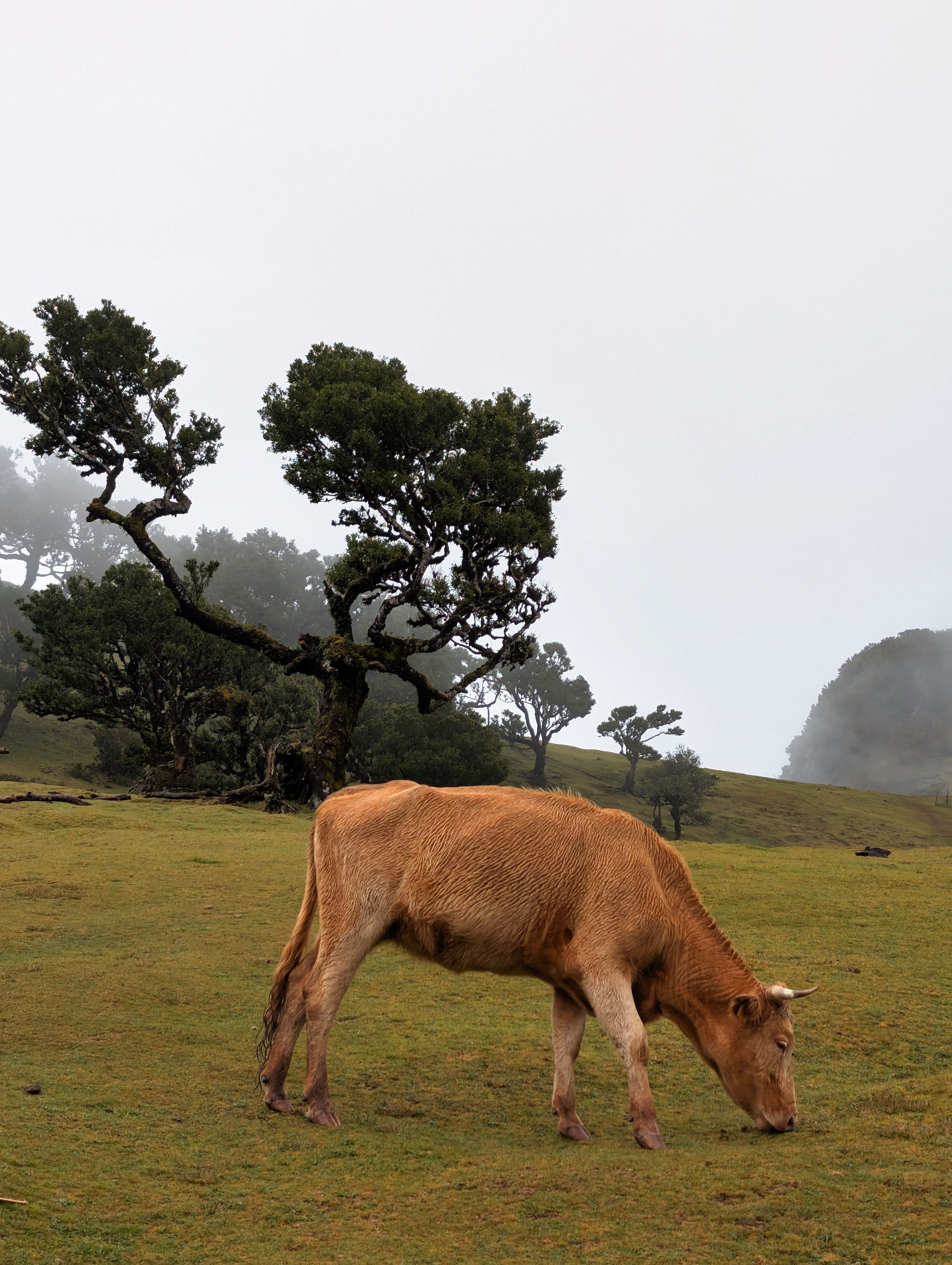 Vaca Pastando En Las Montañas · Foto de stock gratuita