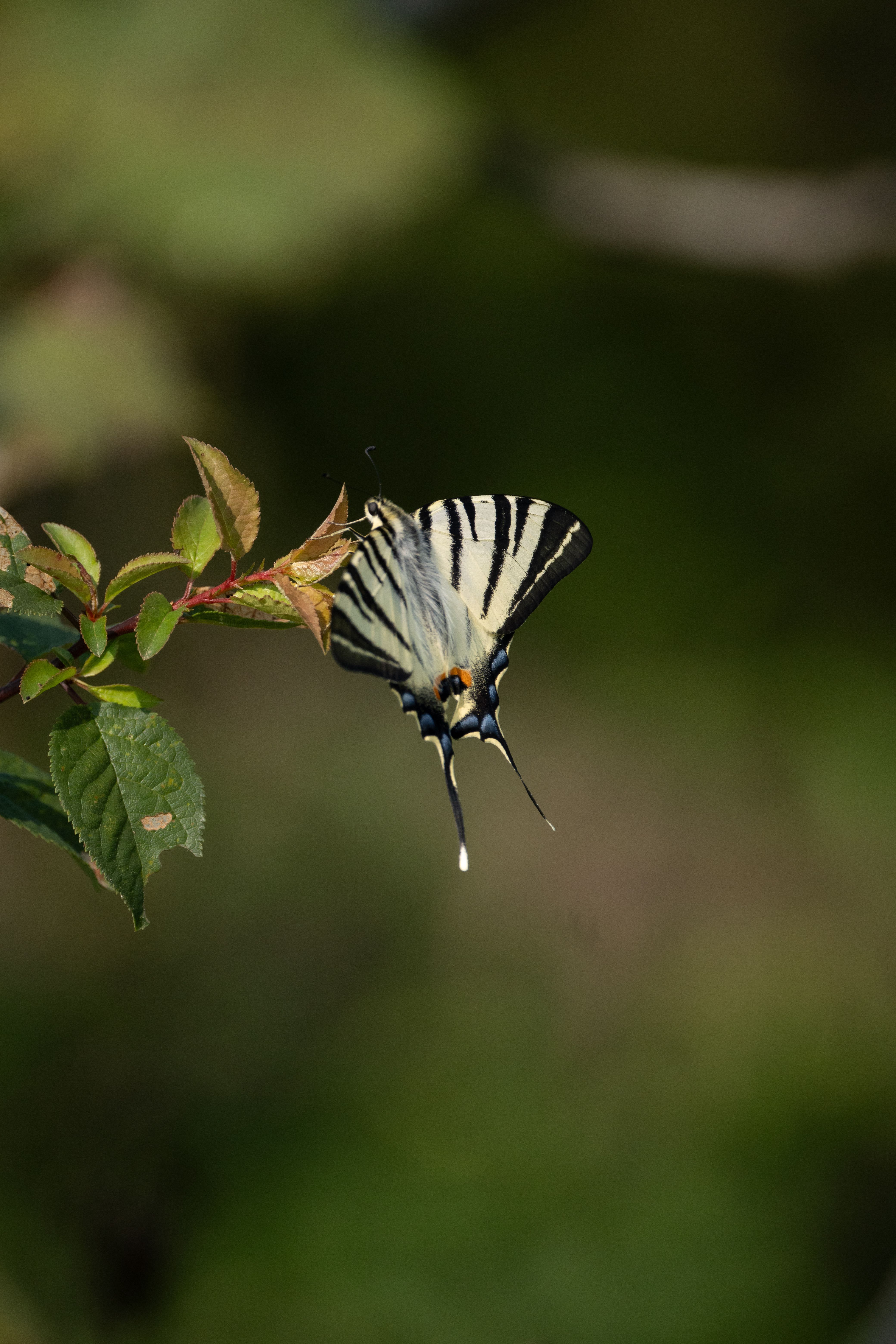 Butterfly Neddle Photos, Download The BEST Free Butterfly Neddle Stock ...