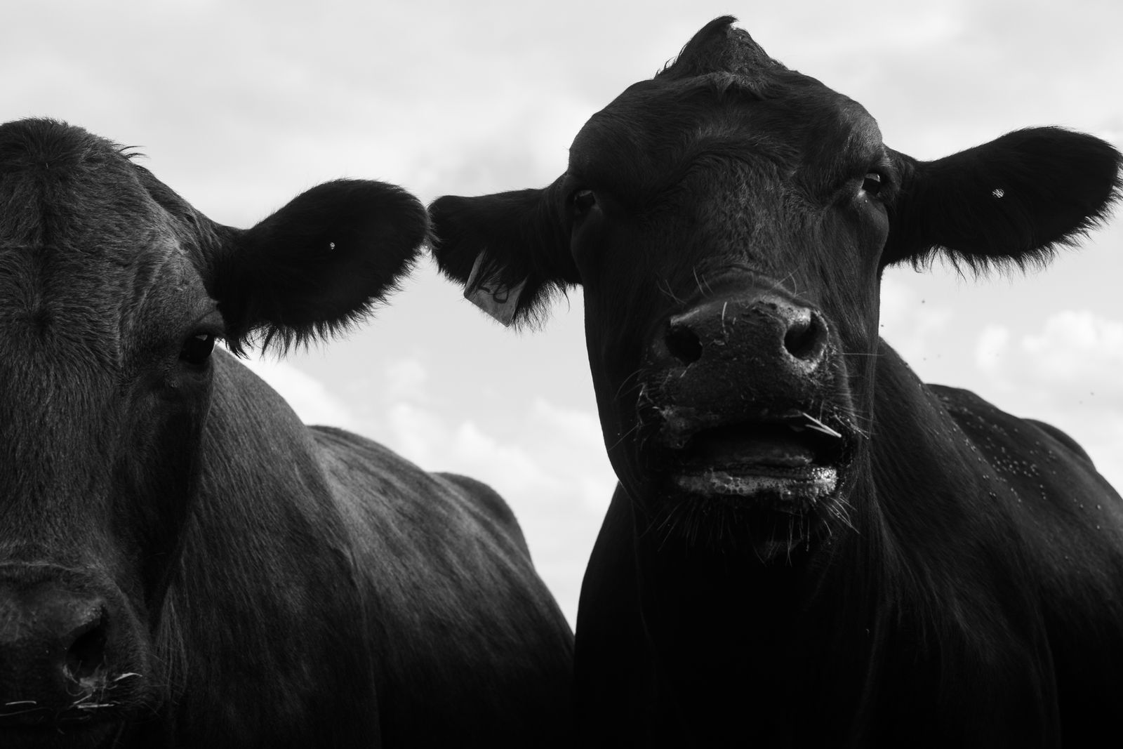 Cow White Background Photos, Download The BEST Free Cow White ...