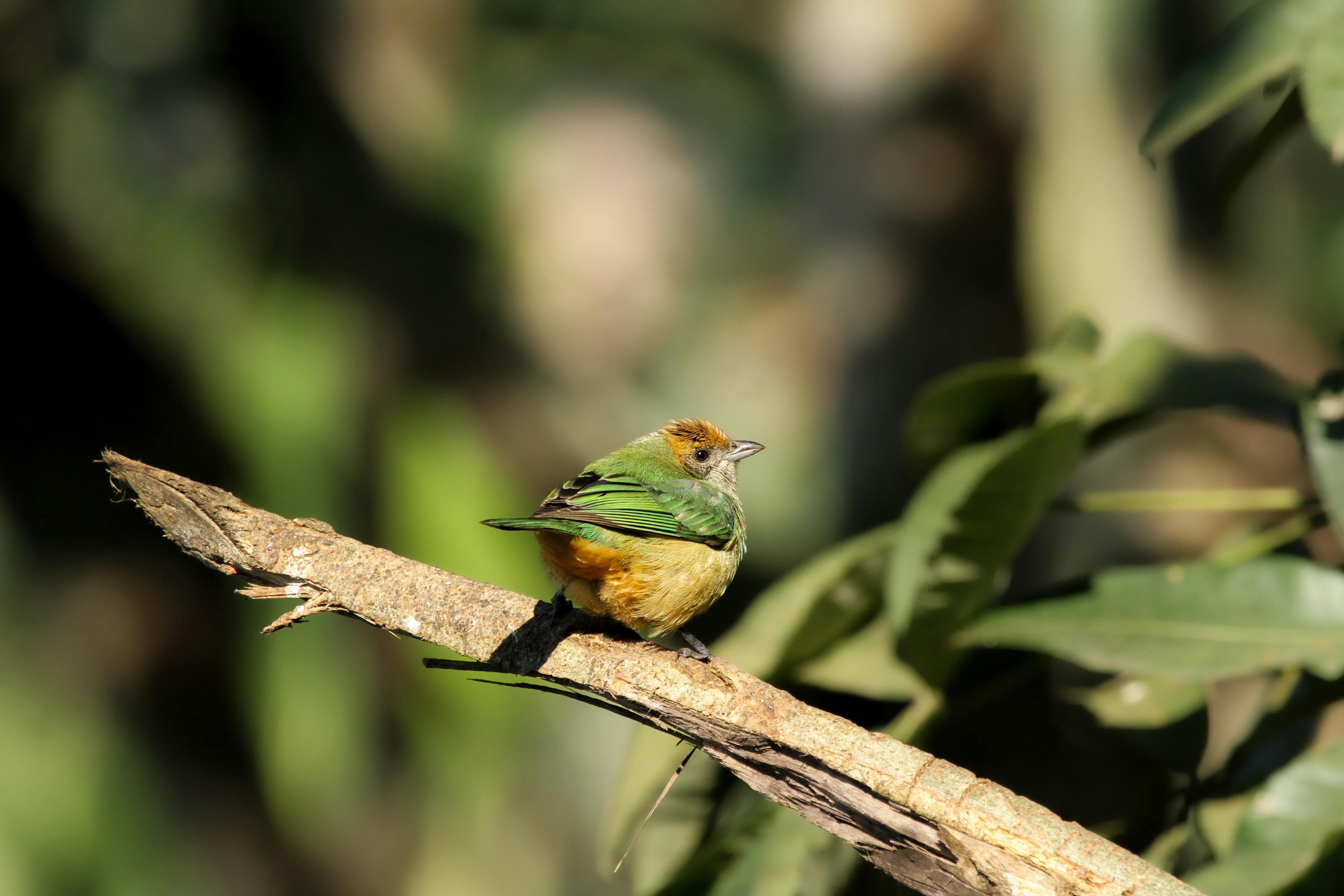 Sw 6601 Tanager Photos, Download The BEST Free Sw 6601 Tanager Stock ...