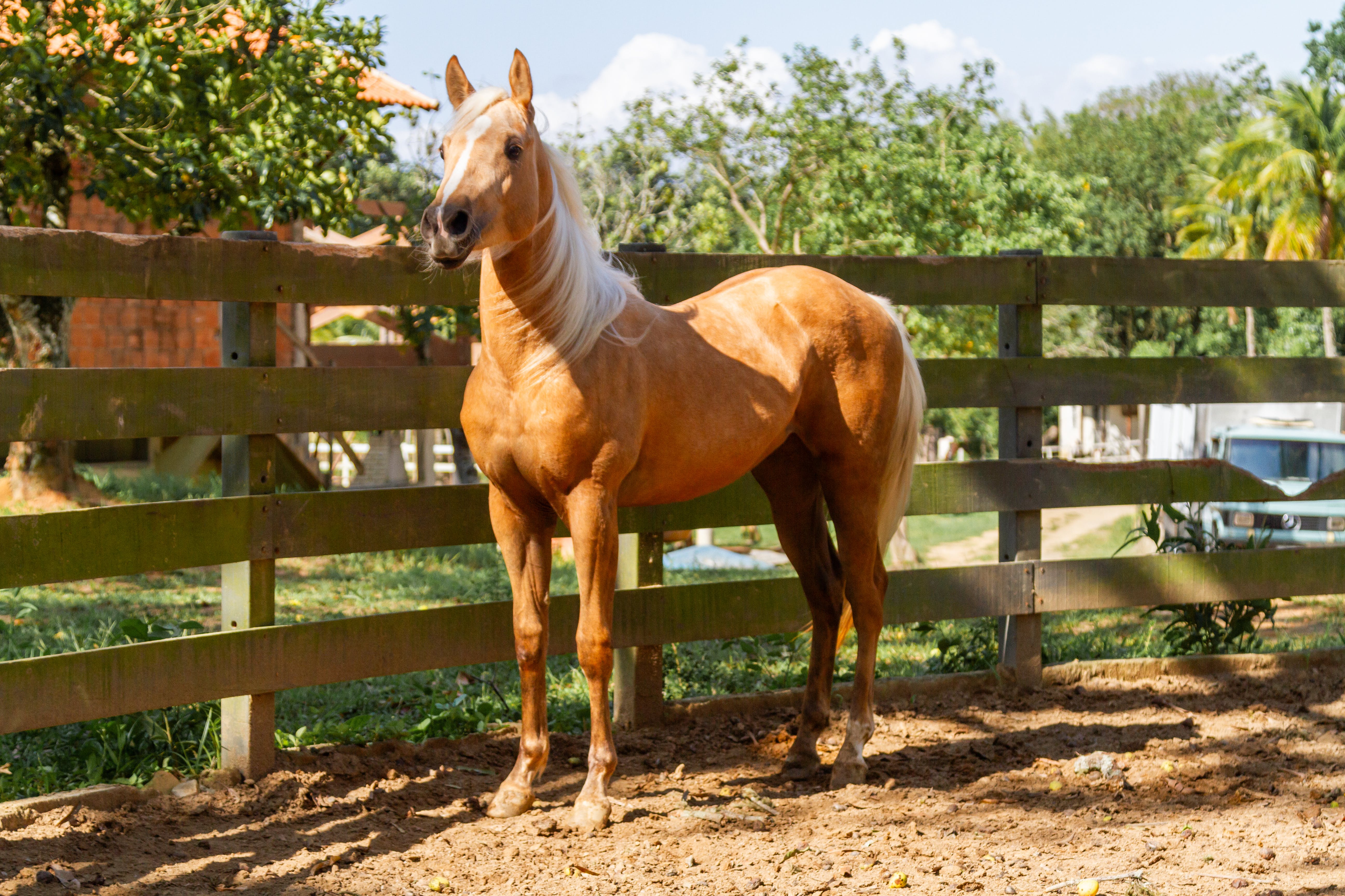 Beautiful Palomino Horse in Brazilian Ranch · Free Stock Photo