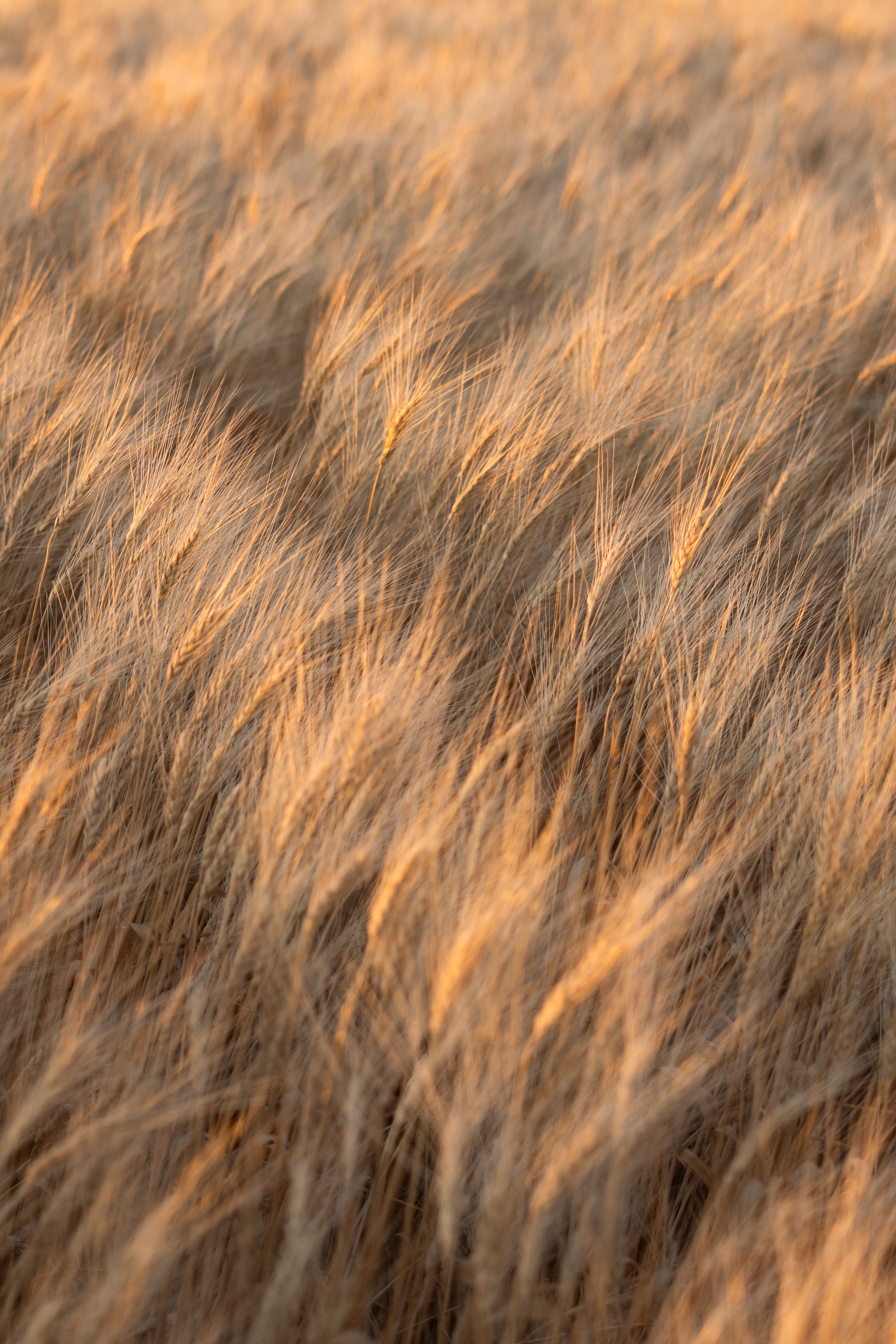 Golden Wave of Grass in Soft Evening Light · Free Stock Photo
