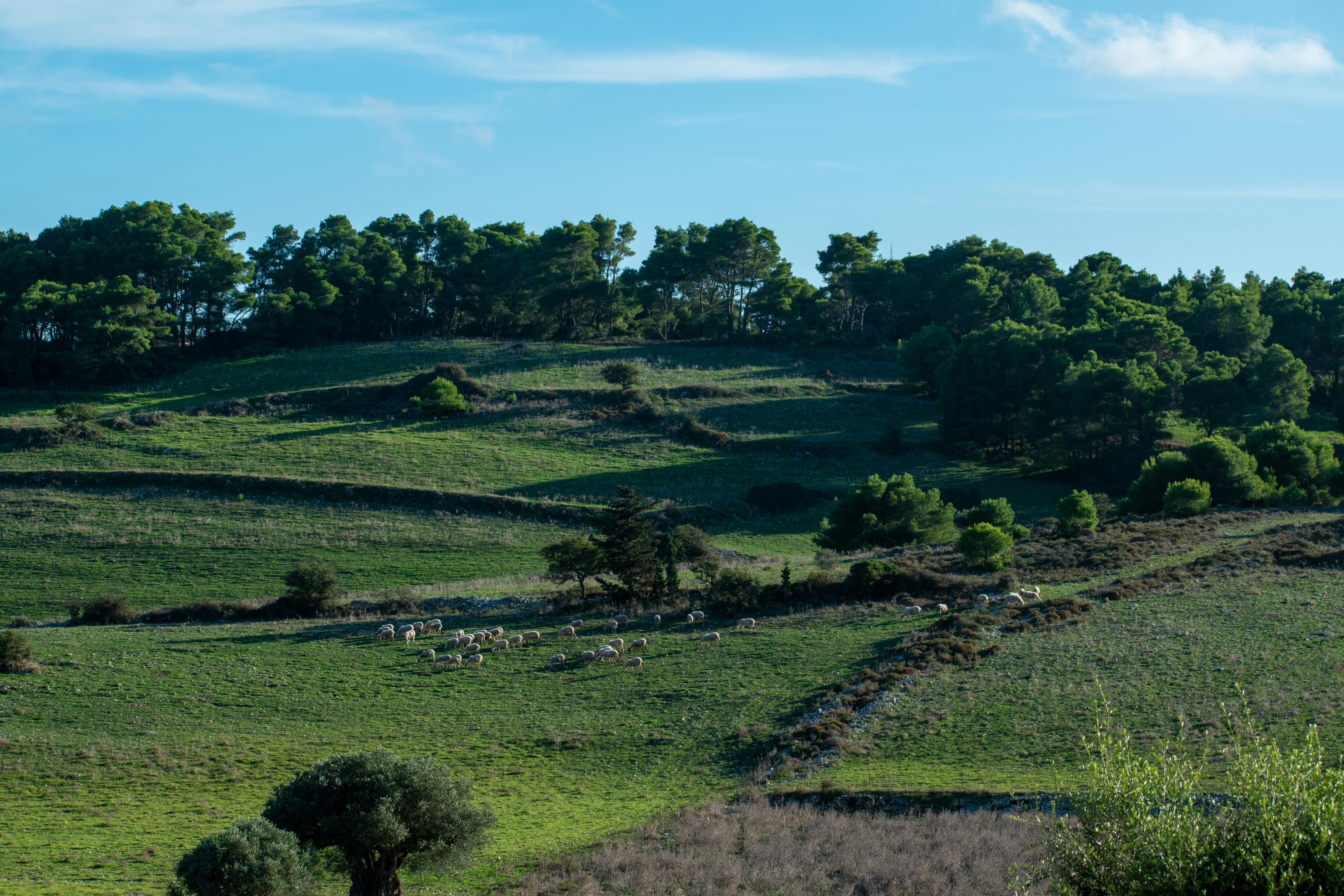 Idyllic Greek Pasture with Sheep and Lush Greenery · Free Stock Photo