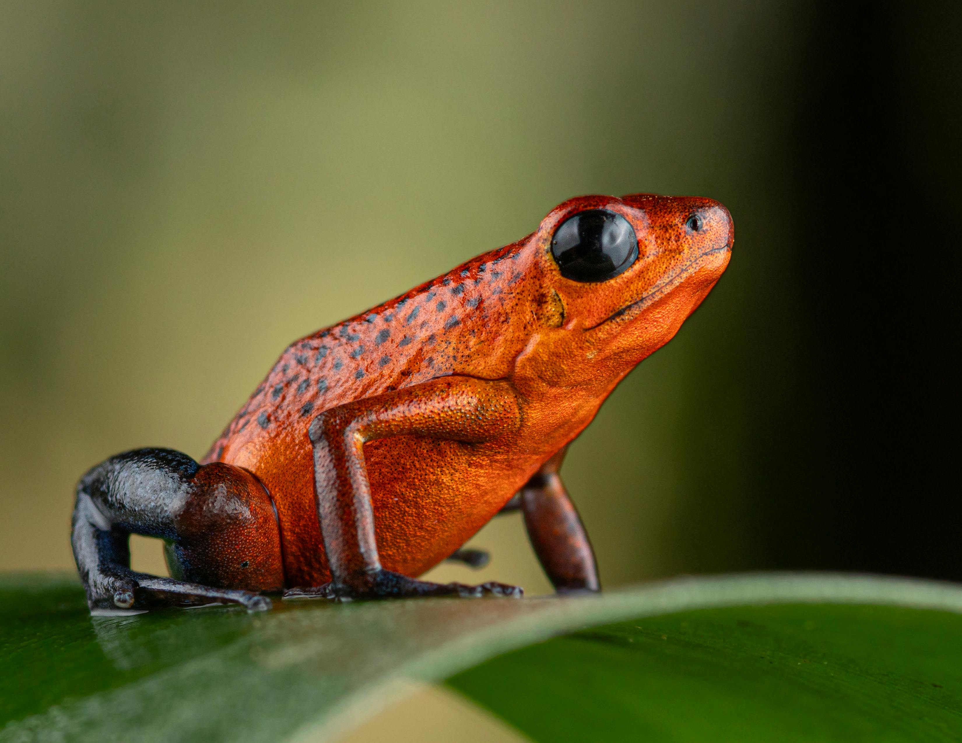 Vibrant Red Strawberry Poison Frog on Leaf · Free Stock Photo