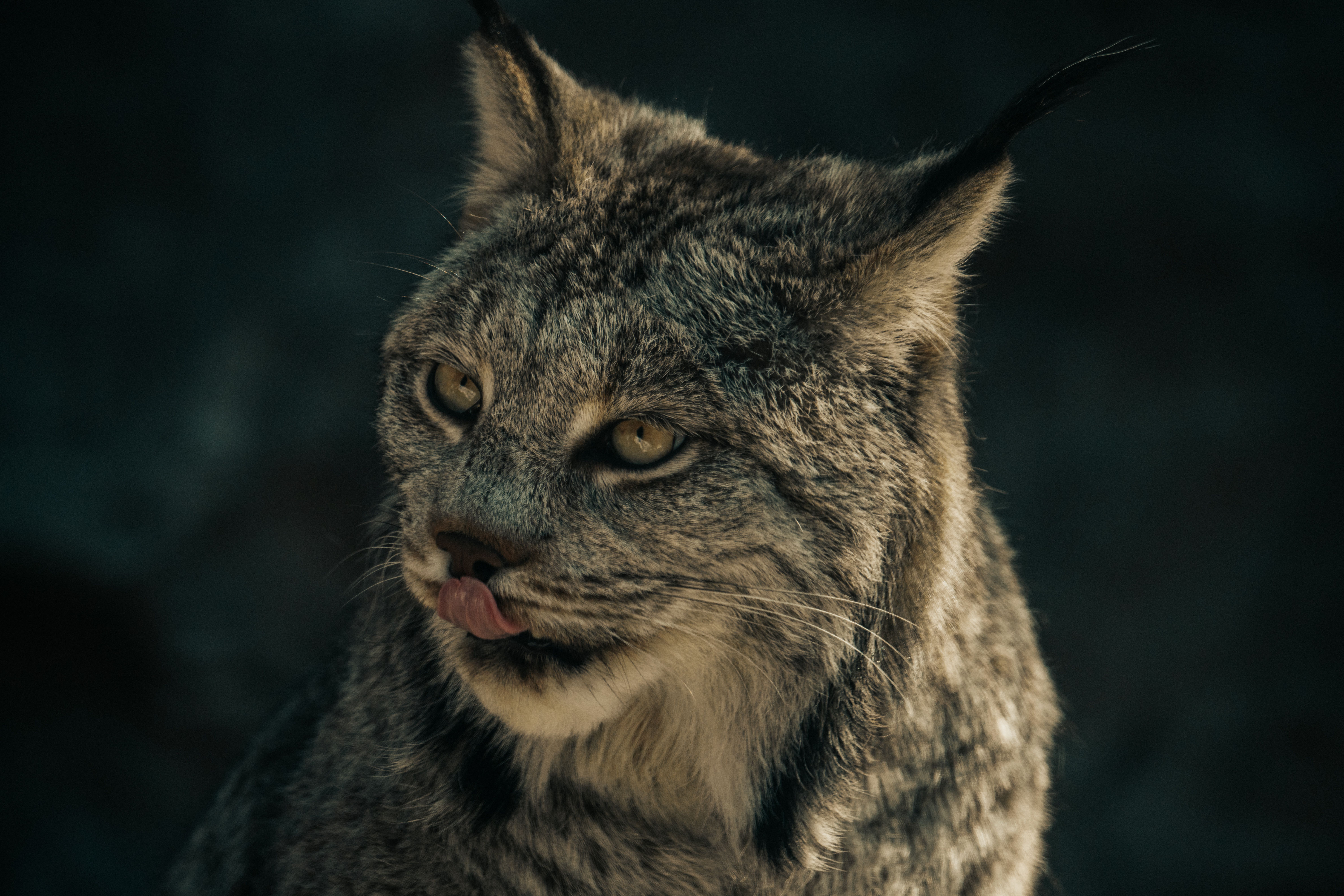 4 K Photos Animals Photos, Download The BEST Free 4 K Photos Animals ...