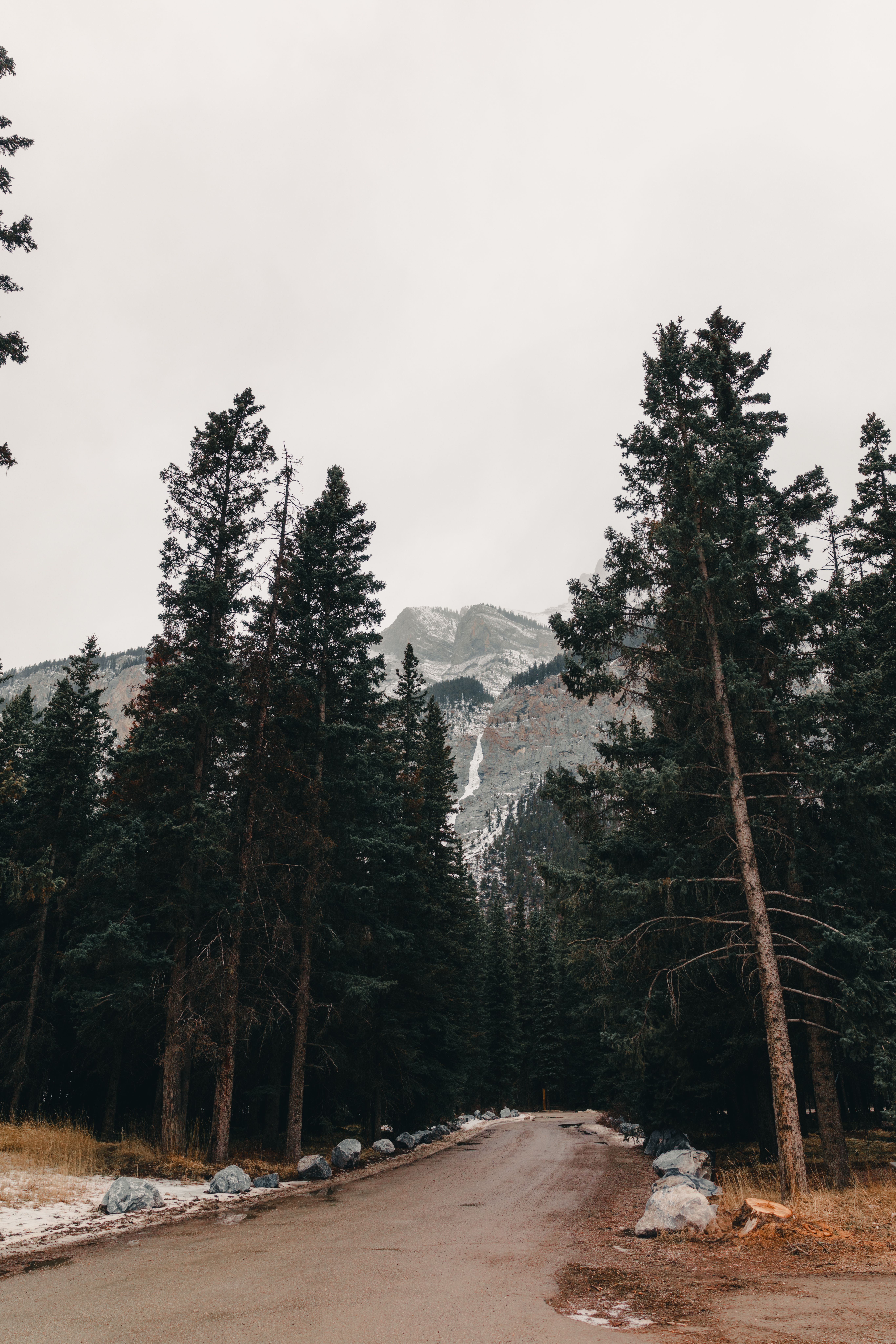 Scenic Forest Path in Banff National Park · Free Stock Photo